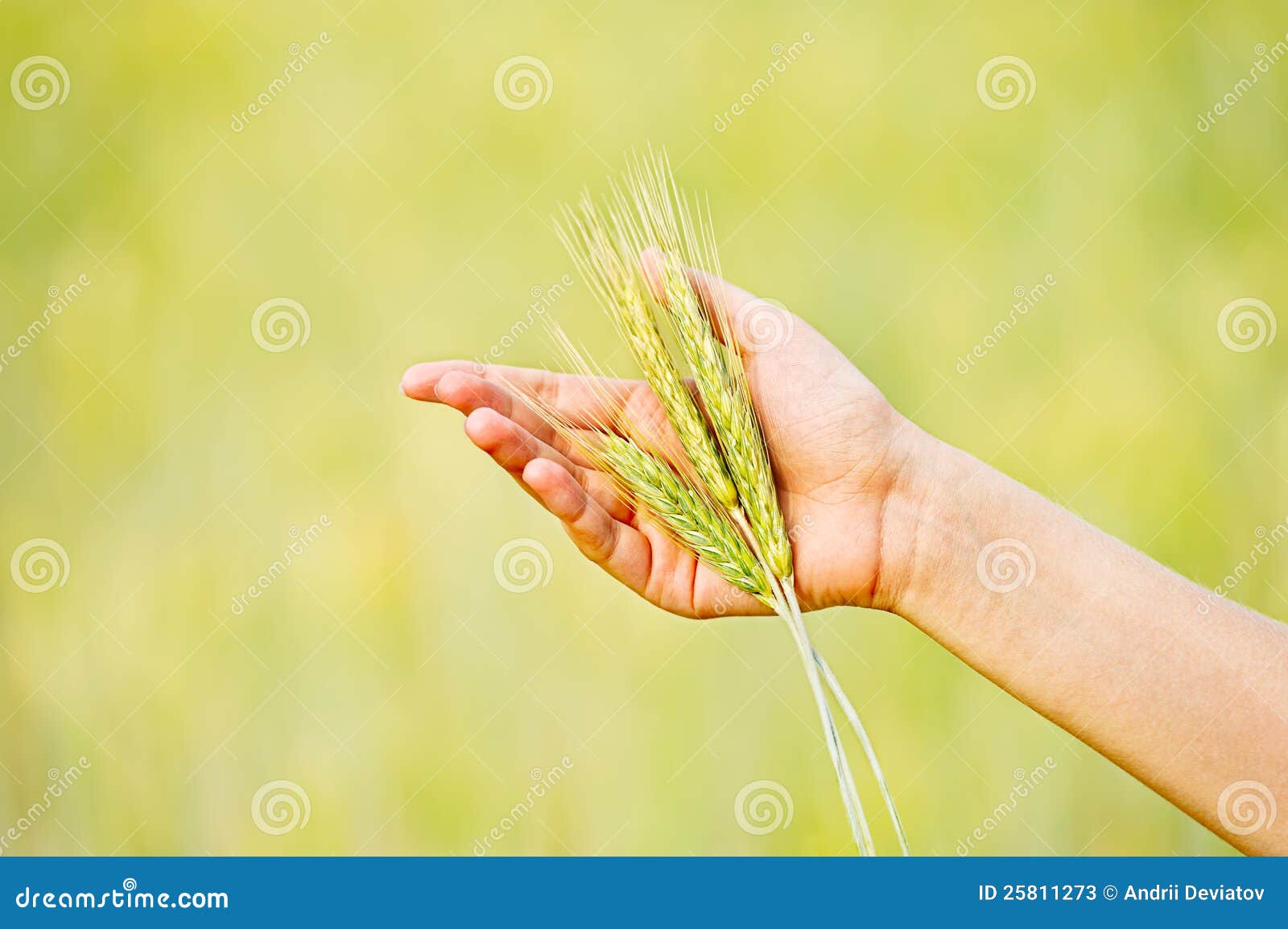 Woman S Hand with Wheat Green Herb Stock Image - Image of farm ...