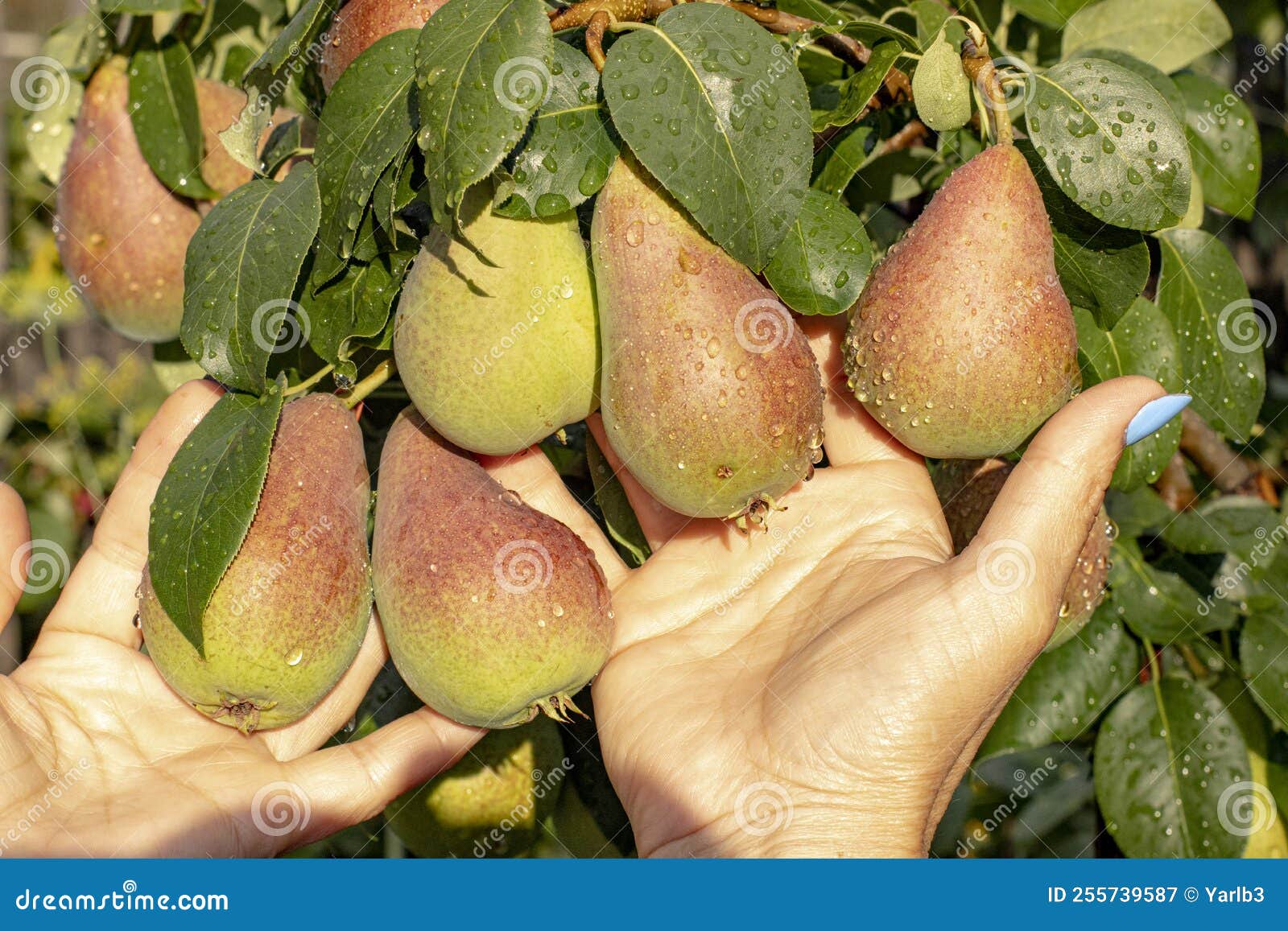 Woman S Hands with Bright Ripe Pears on the Tree Stock Image - Image of ...