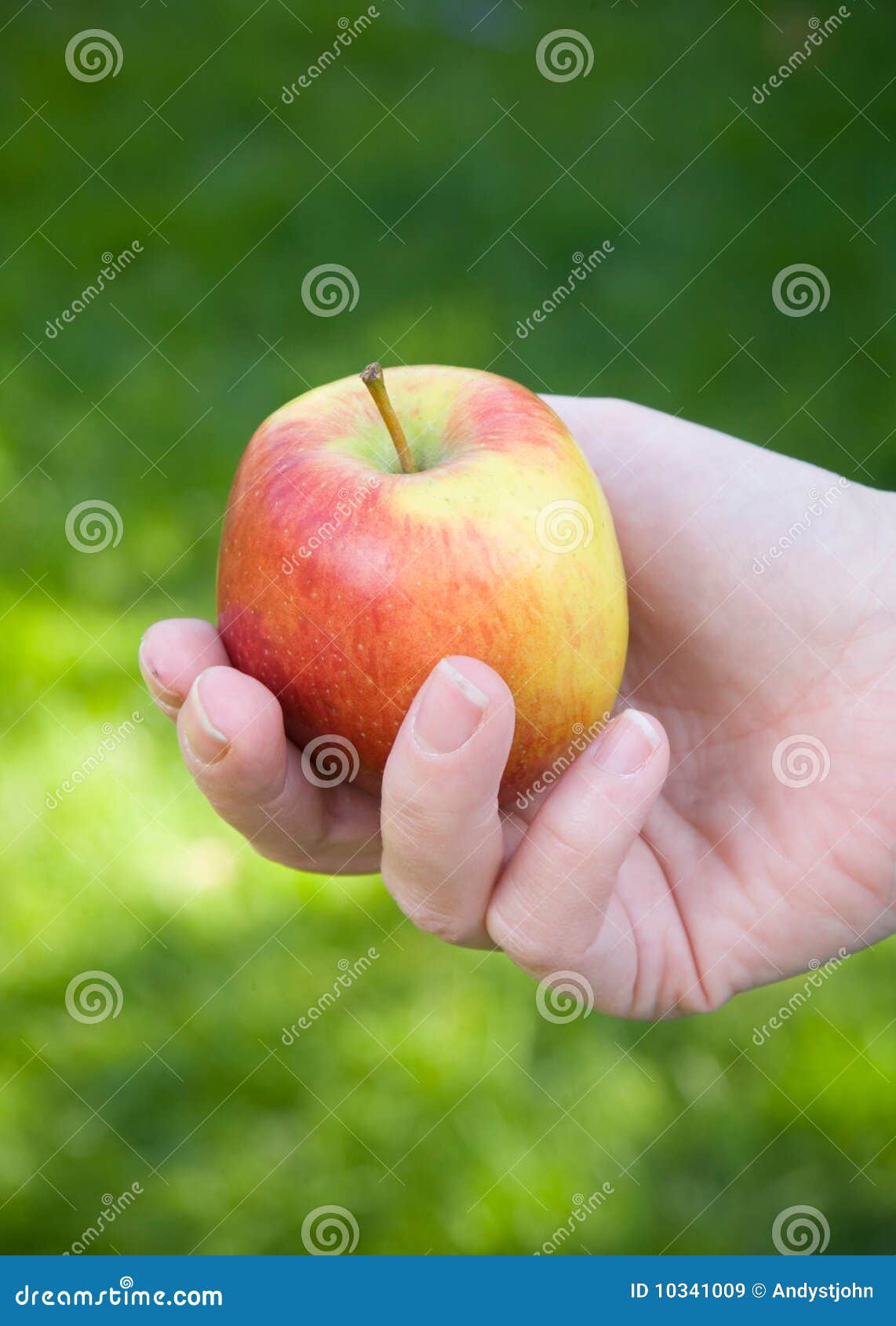 Woman S Hands Holding a Ripe Apple Stock Image - Image of conservation ...