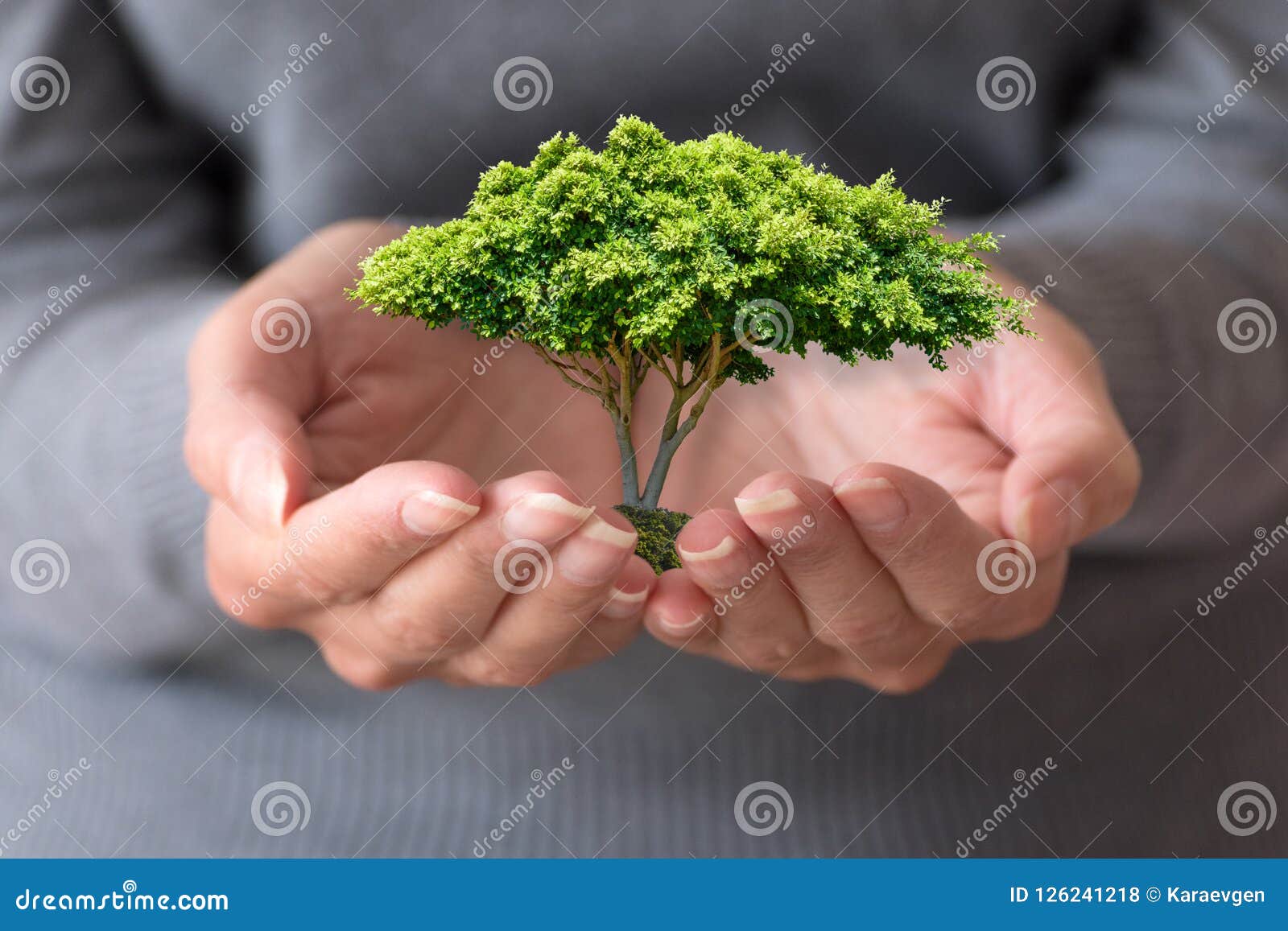 Woman`s Hands is Holding a Small Tree Stock Photo - Image of grow ...