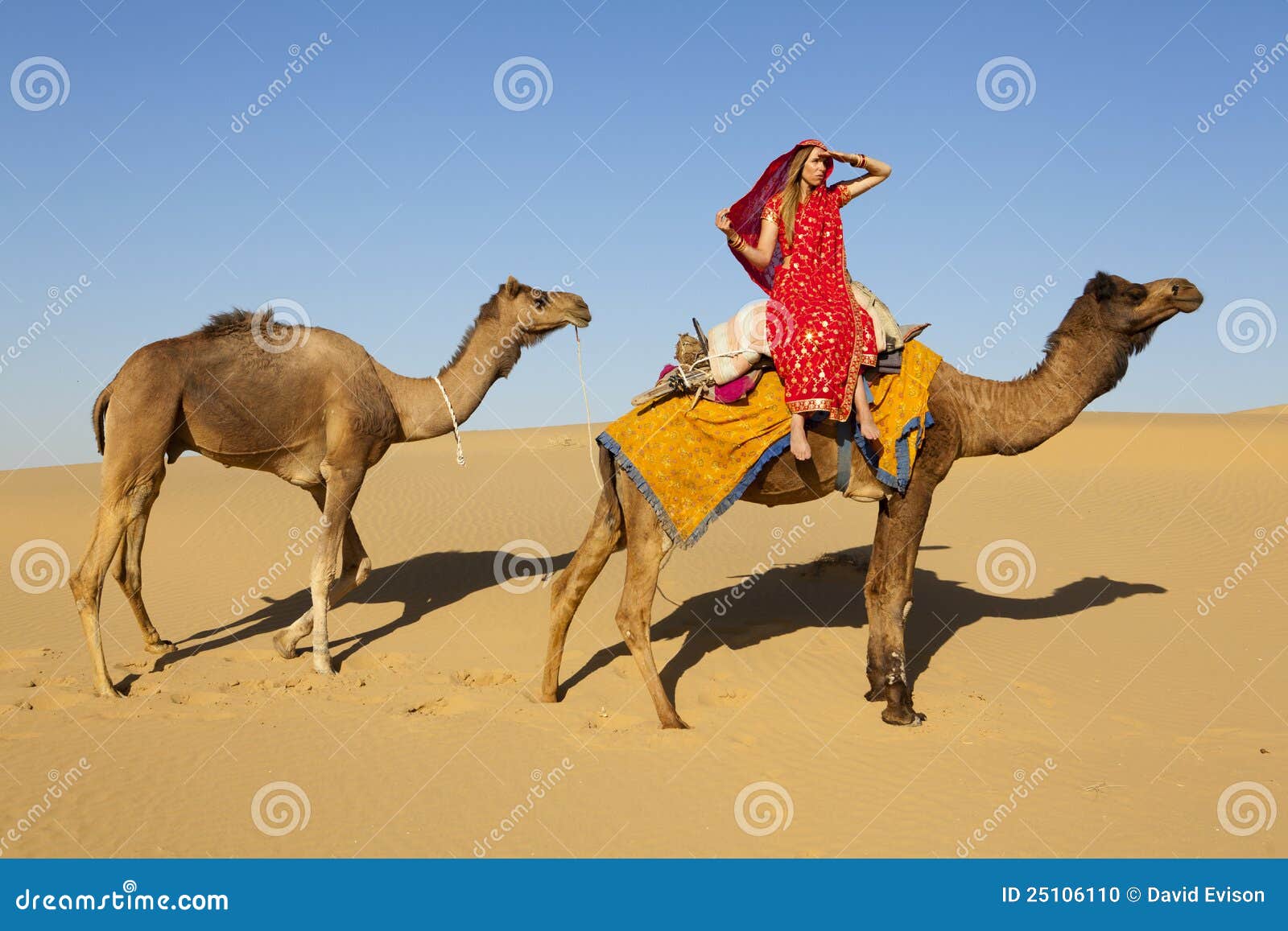 Woman in a Sari Riding a Camel Train. Stock Photo - Image of indian ...
