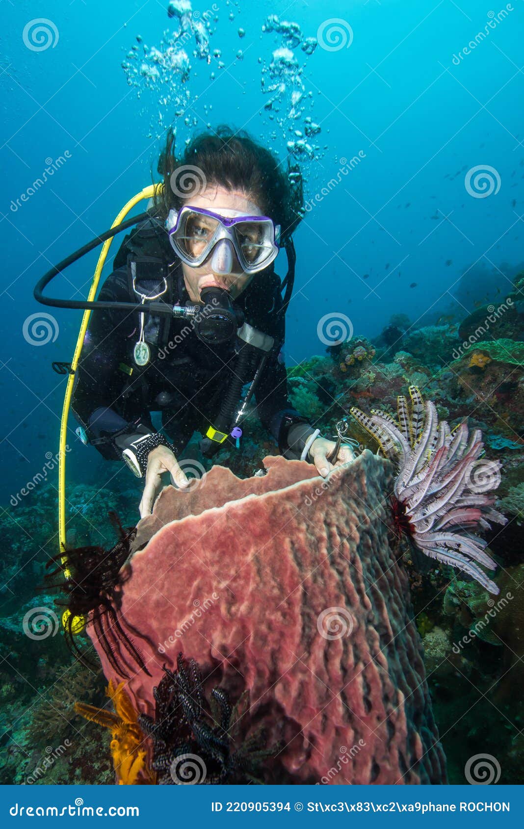 Woman Scuba Diving on a Tropical Reef Stock Photo - Image of animal ...