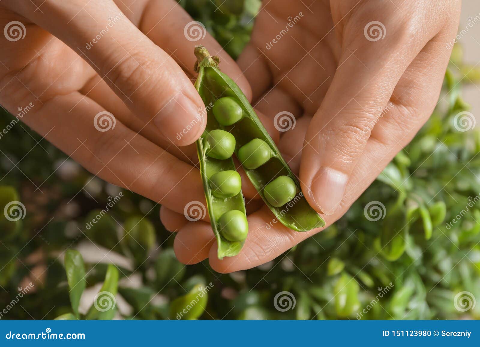 Woman Shelling Green Peas, Closeup Stock Photo - Image of harvest ...