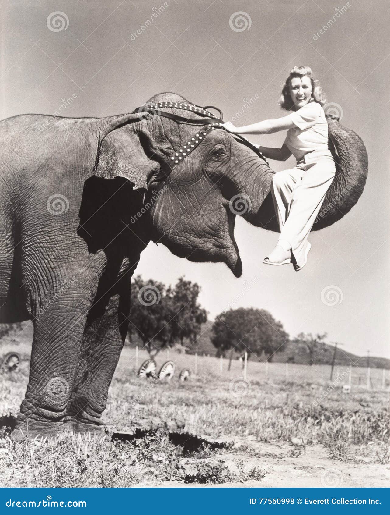 Woman Sitting on Elephant S Trunk Stock Photo - Image of couple, ov2016 ...