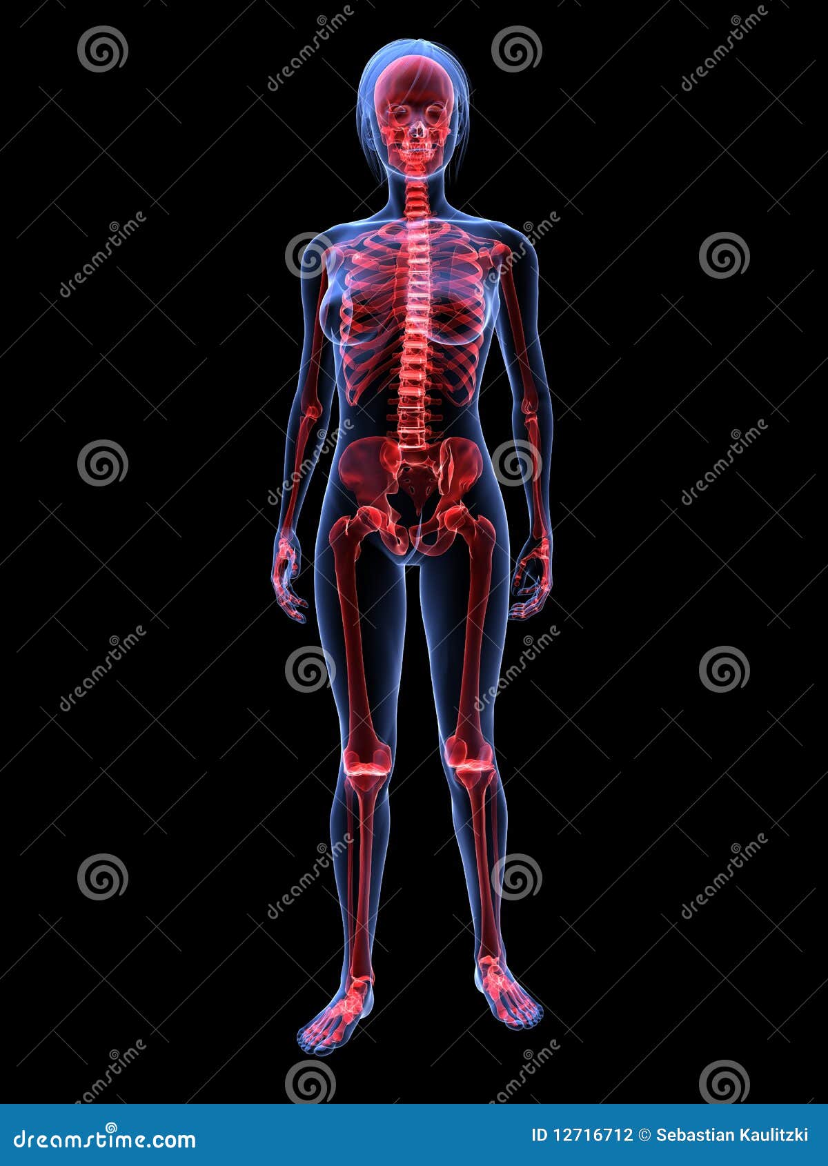 Woman - Skeleton Stock Photography - Image: 12716712