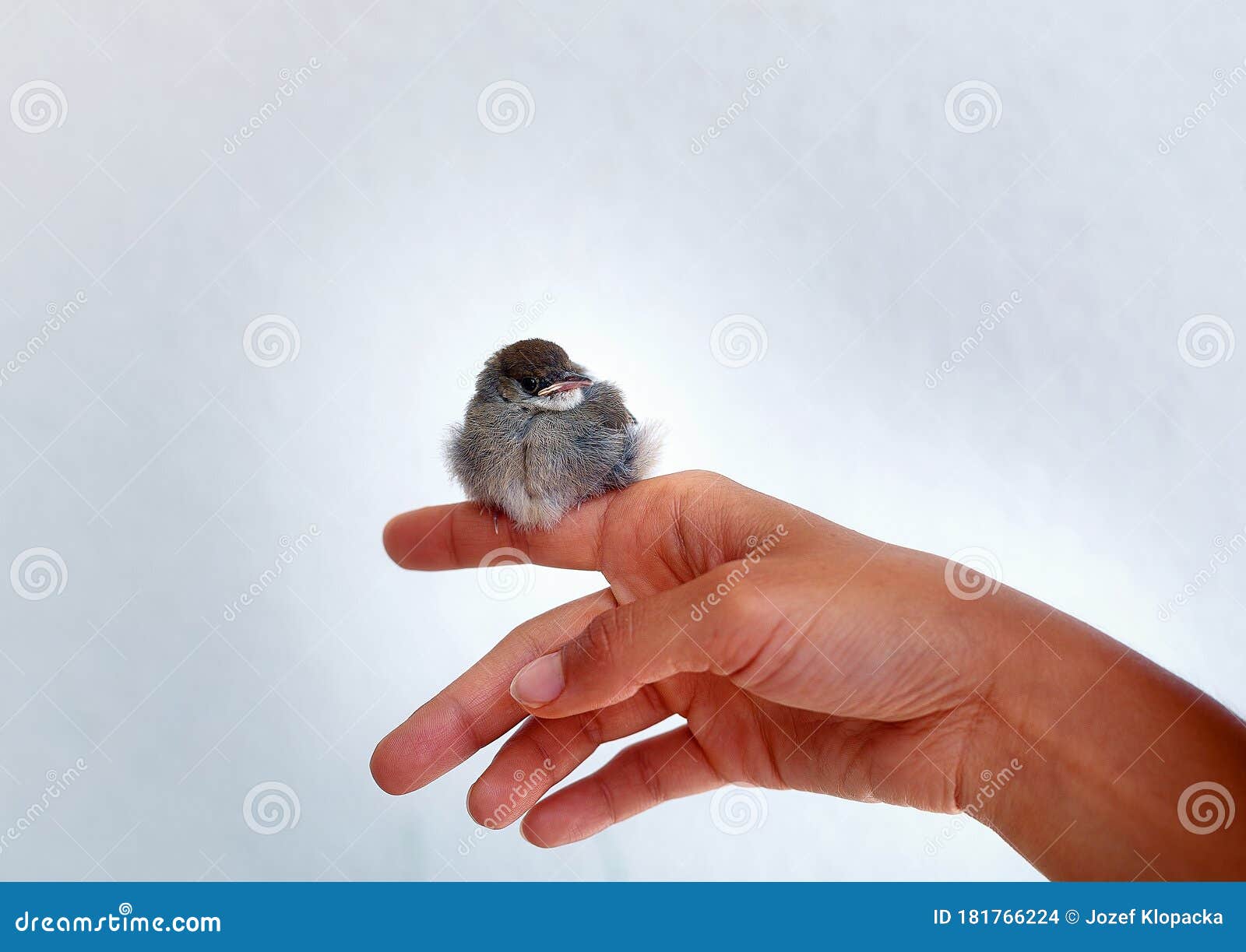 Woman with a Small Bird. Bird in Hand. Stock Photo - Image of detail ...