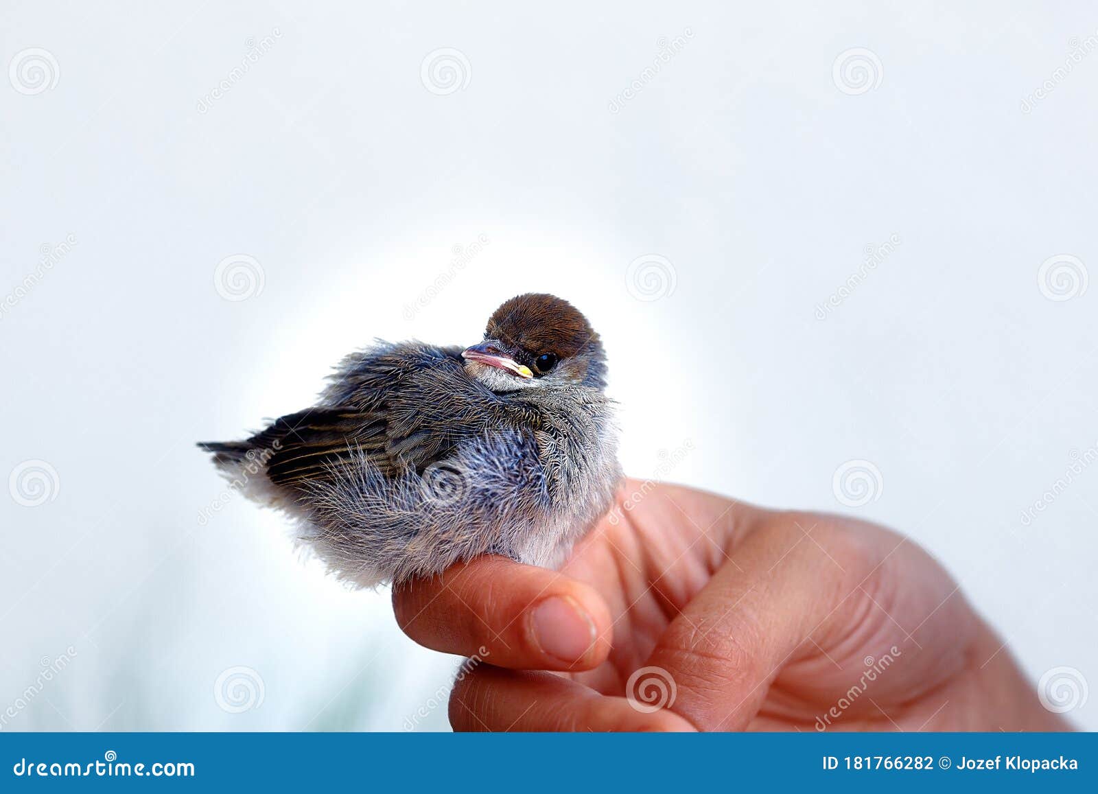 Woman with a Small Bird. Bird in Hand. Stock Photo - Image of hungry ...