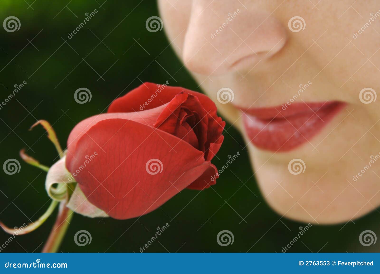 Woman Smelling Rose Bud stock image. Image of affectionate - 2763553