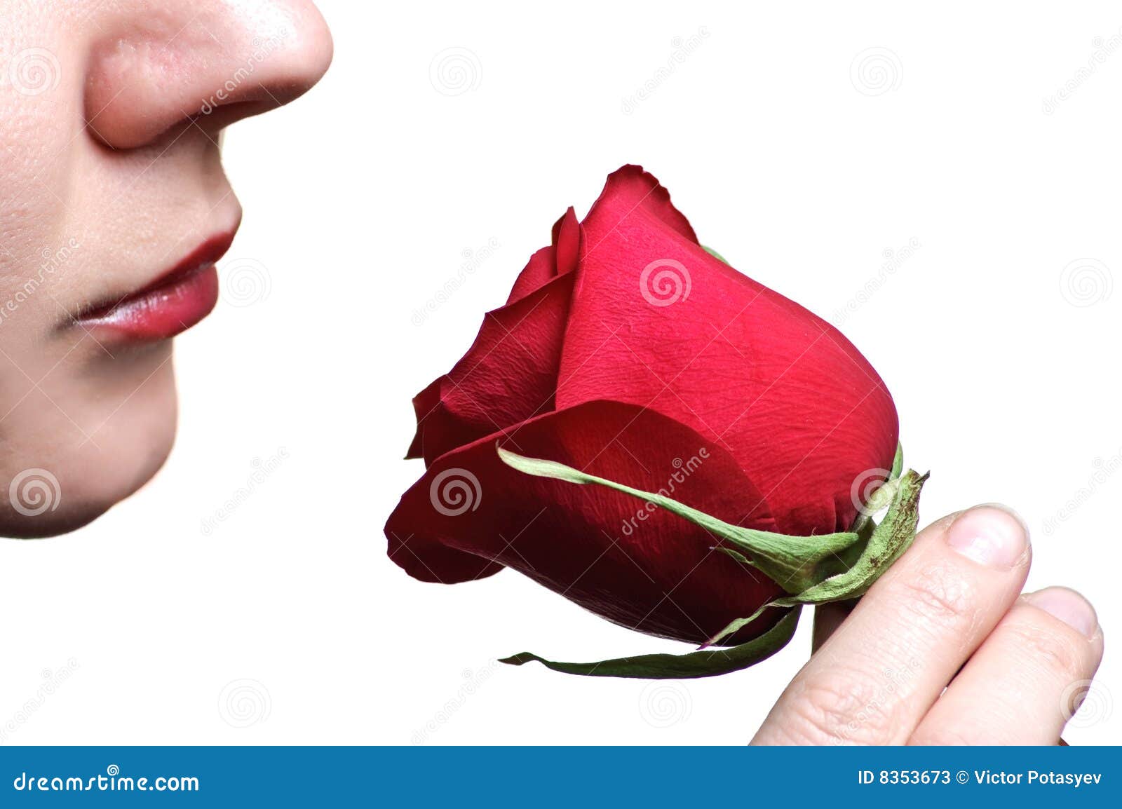Woman sniffing red rose stock image. Image of head, leaf - 8353673