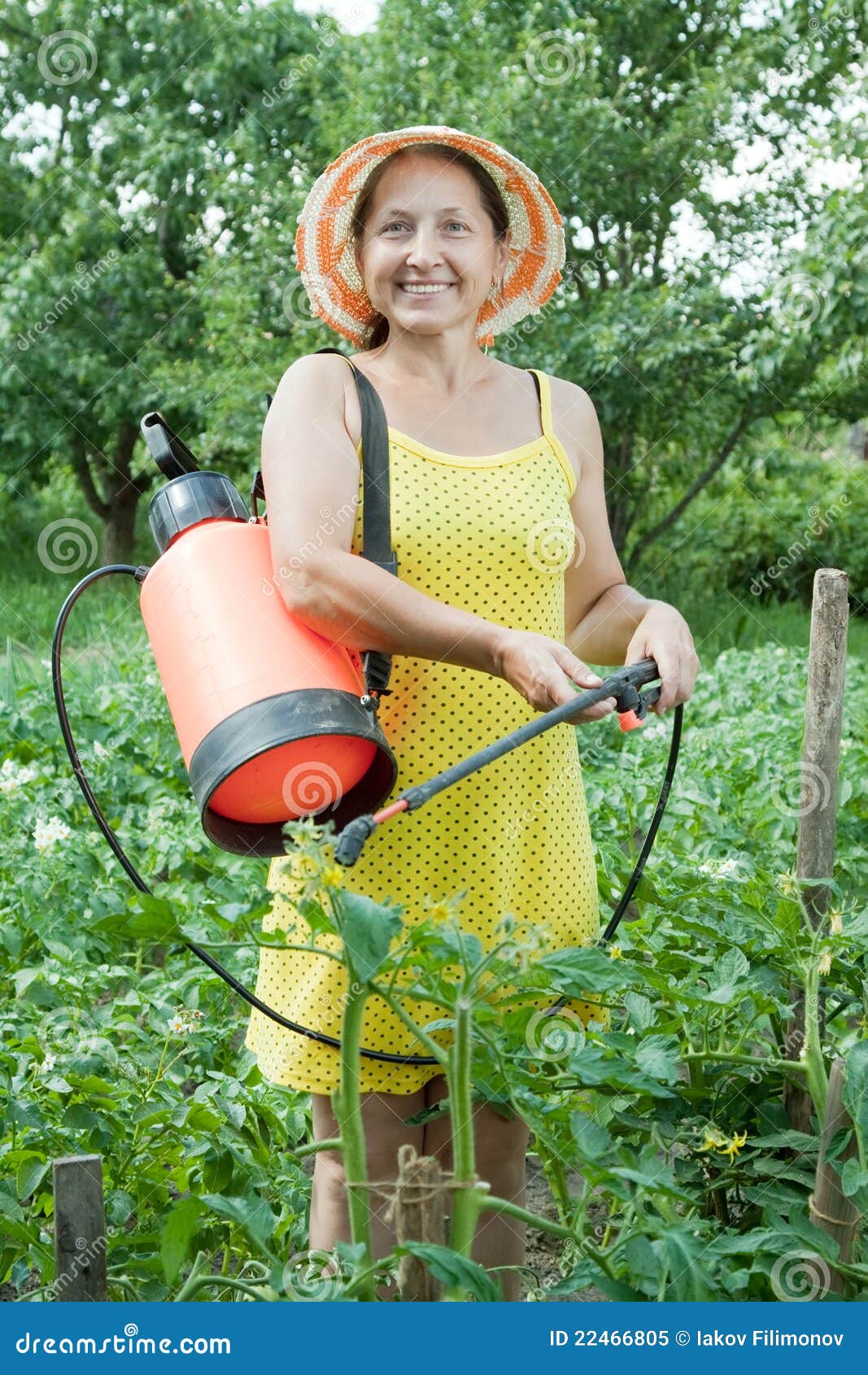 Woman Spraying Plant in Field Stock Image - Image of control, garden ...
