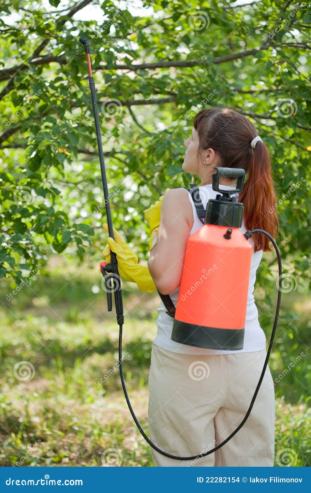 Woman spraying tree stock photo. Image of grass, orchard - 22282154