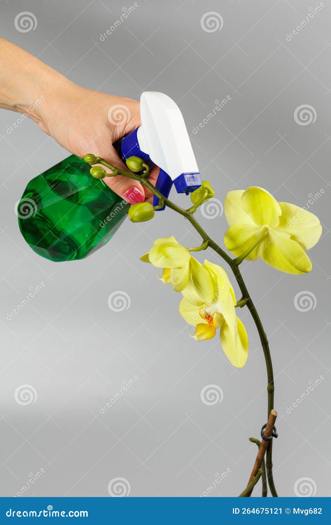 Woman Sprays Orchids In Flower Pot Taking Care Of Home Plants Stock