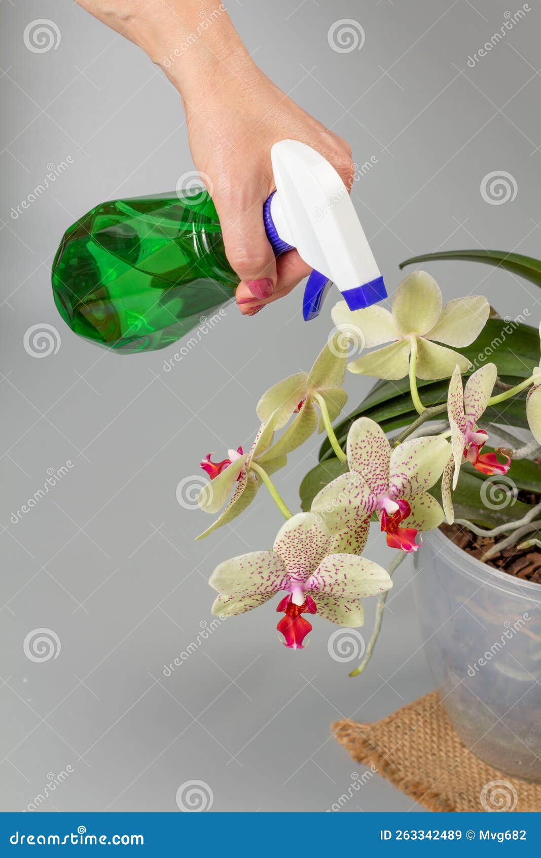Woman Sprays Orchids In Flower Pot Taking Care Of Home Plants Stock