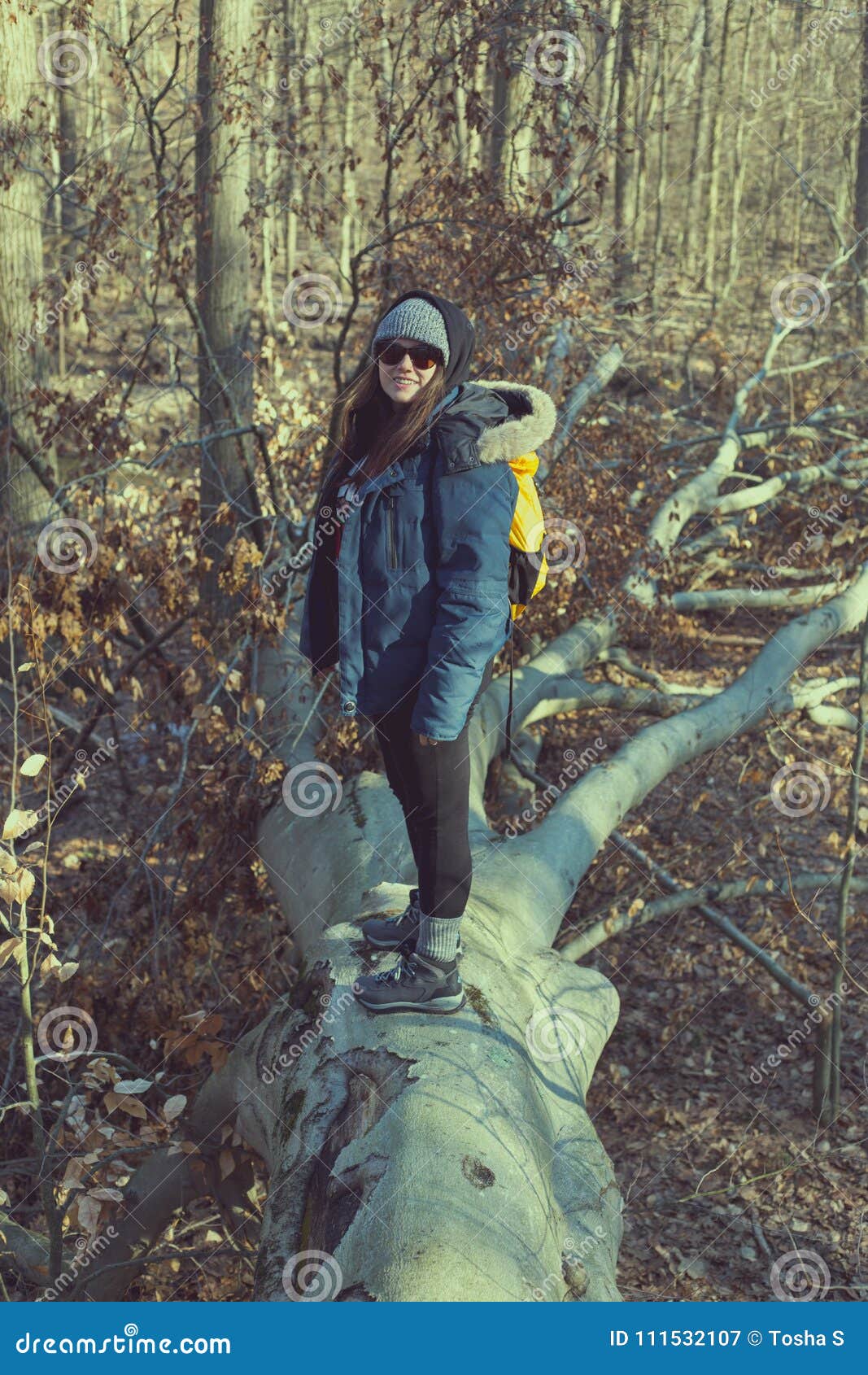 Woman Standing on Fallen Tree in Woods Stock Image - Image of sunset ...