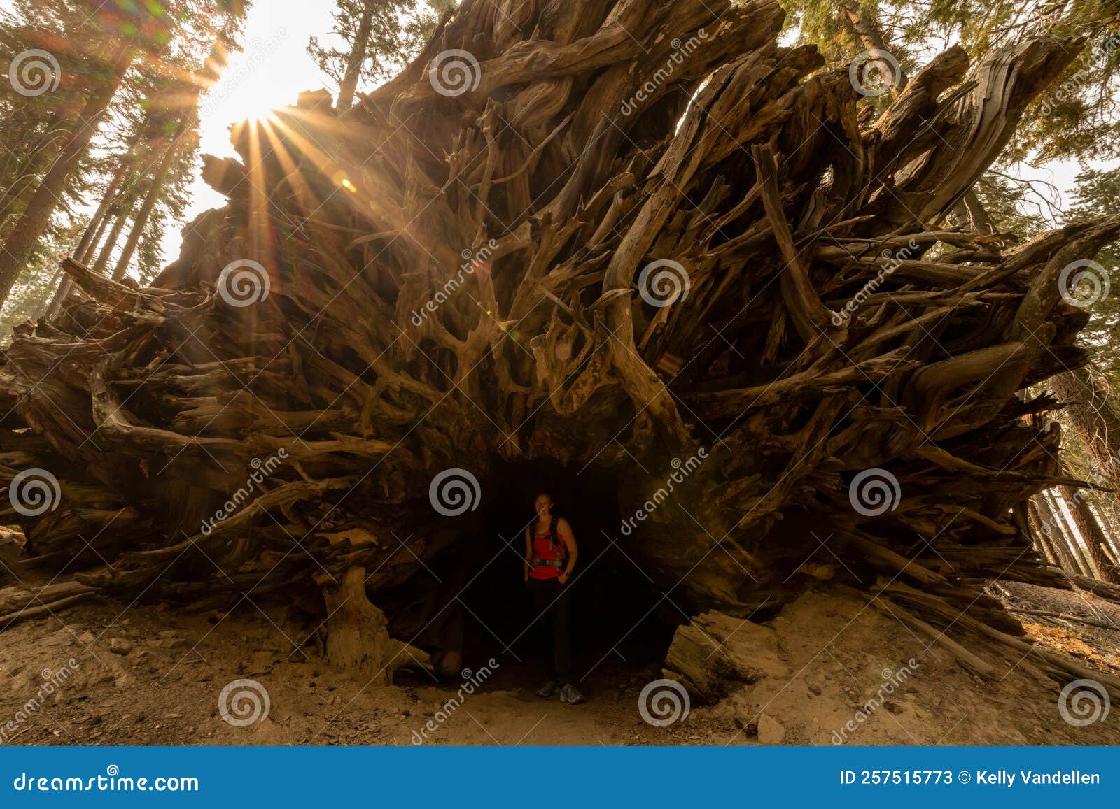 Woman Stands in the Cavernous Roots of a Sequoia Stock Image - Image of ...