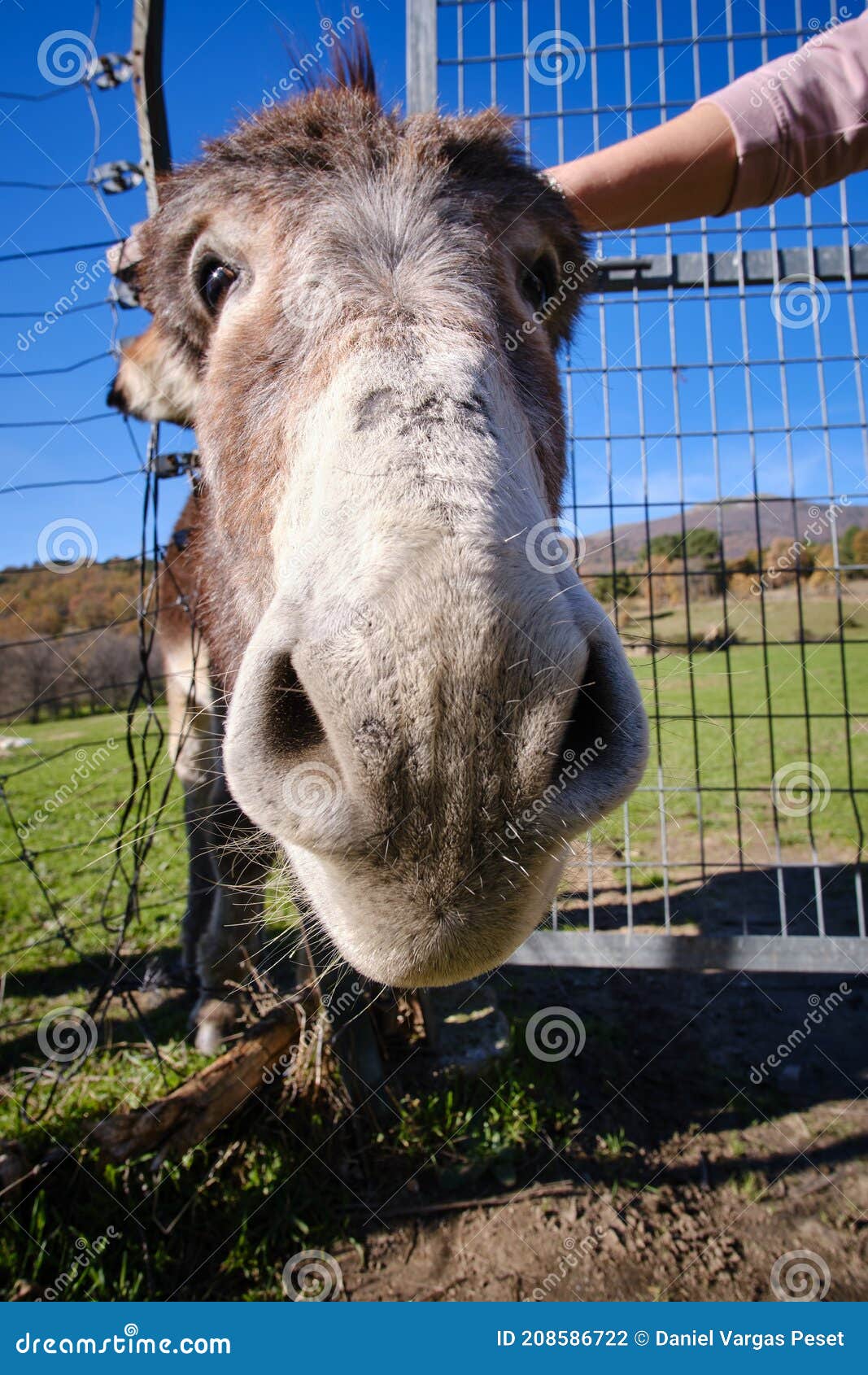 Woman Stroking a Friendly Donkey in the Field Stock Photo - Image of ...