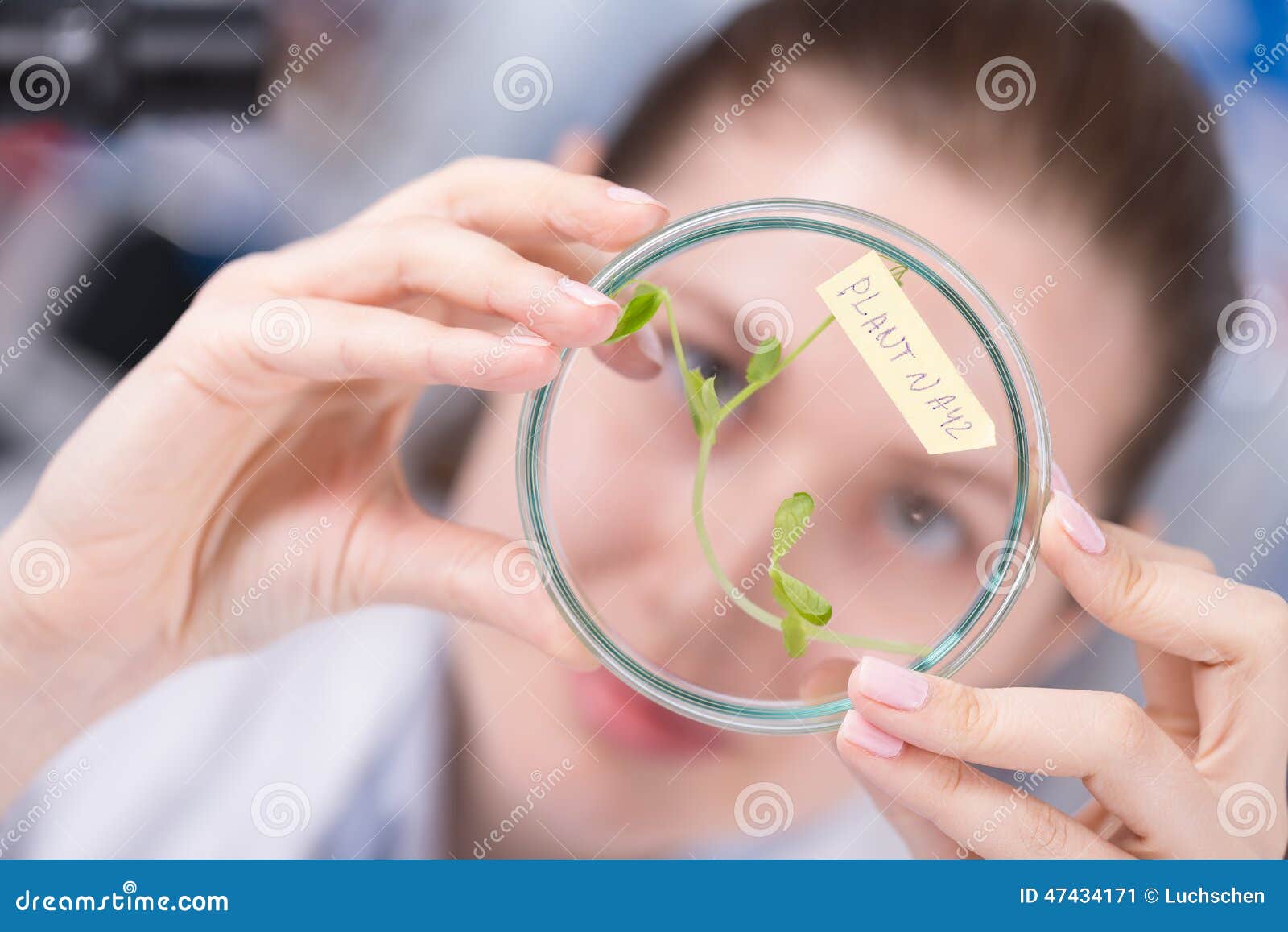 Woman Study of Genetic Modified GMO Plants in the Laborator Stock Image ...