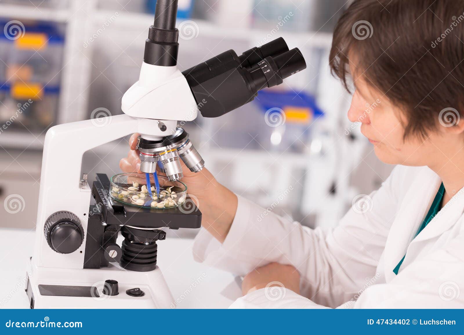 Woman Study of Genetic Modified GMO Plants in the Laborator Stock Photo ...