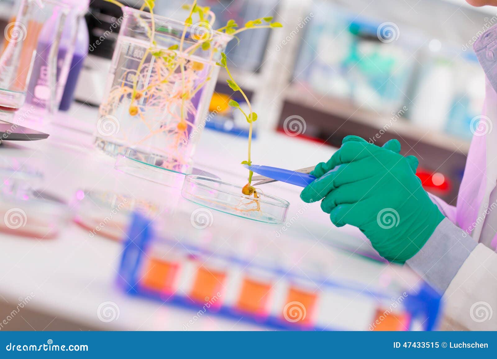 Woman Study of Genetic Modified GMO Plants in the Laboratory Stock ...