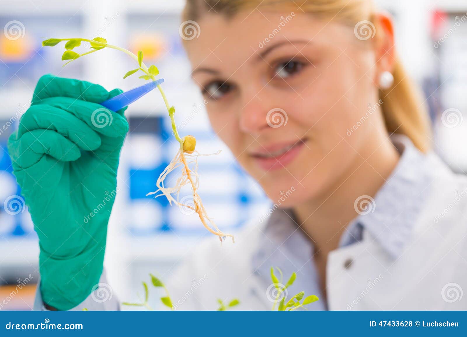 Woman Study of Genetic Modified GMO Plants in the Laboratory Stock ...