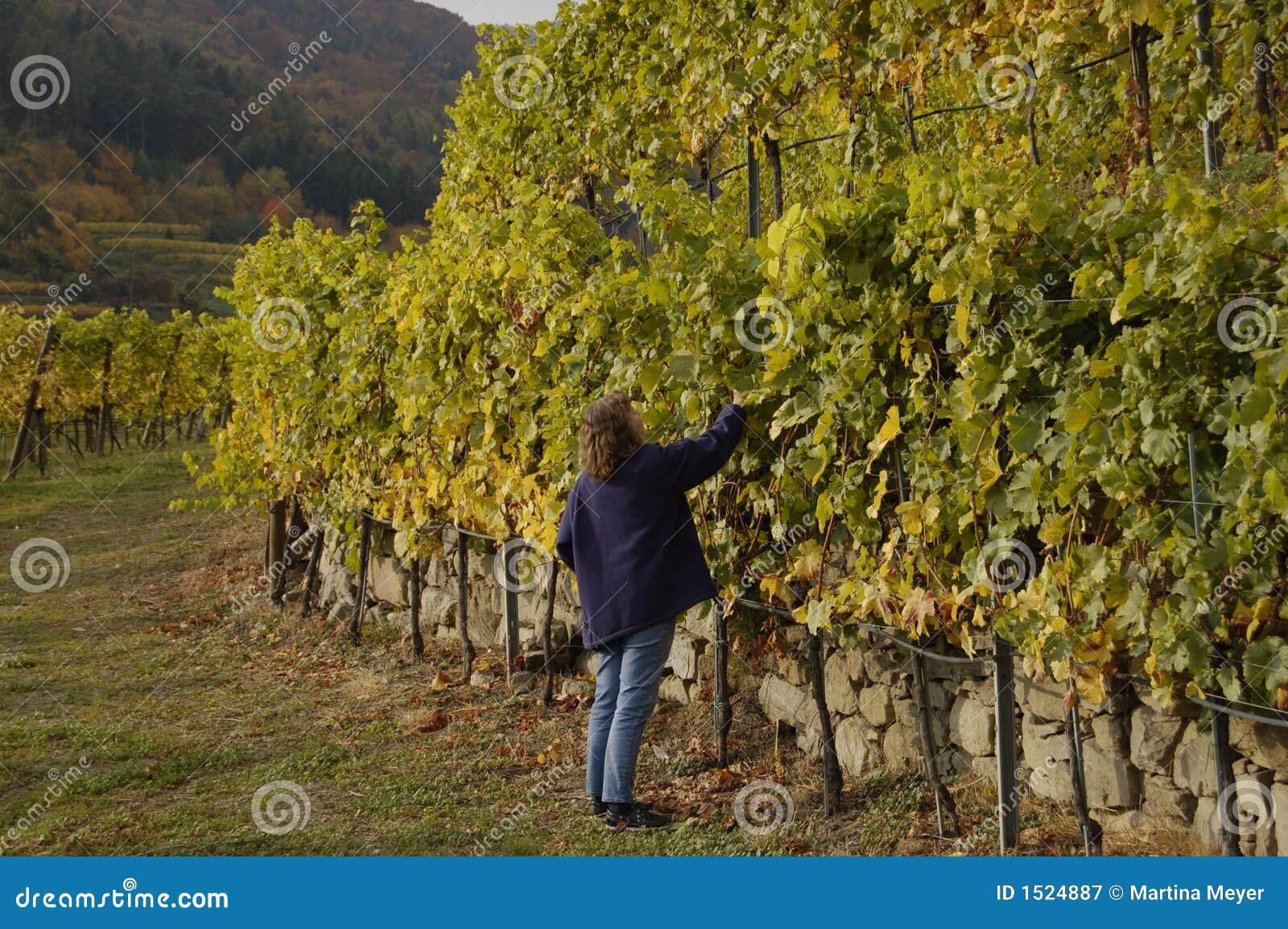 Woman tasting grapes stock image. Image of europe, juicy - 1524887