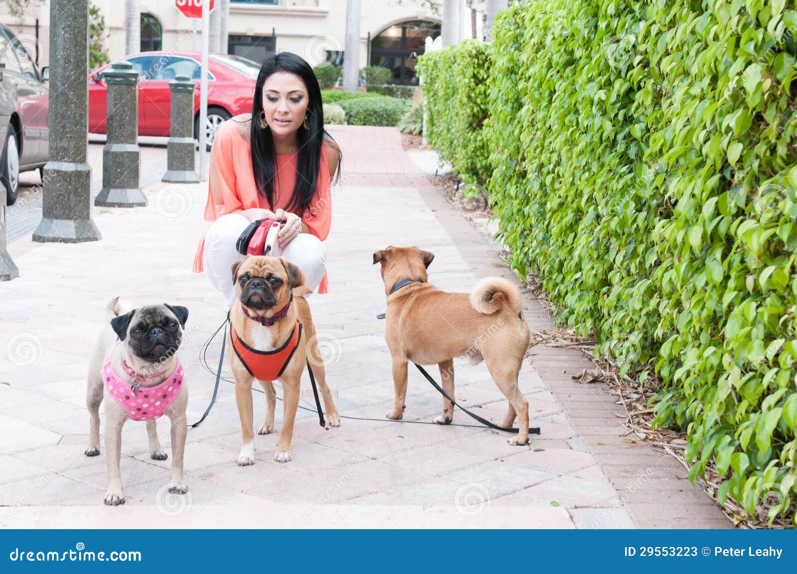 A woman and three dogs stock image. Image of tail, lifestyle - 29553223