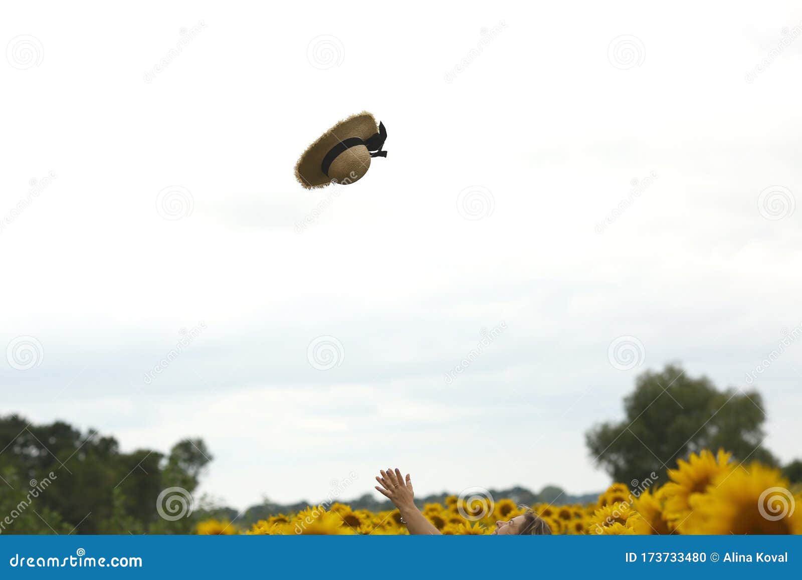 Woman Throws a Hat Up in the Sky in a Field with Sunflowers Stock Photo ...