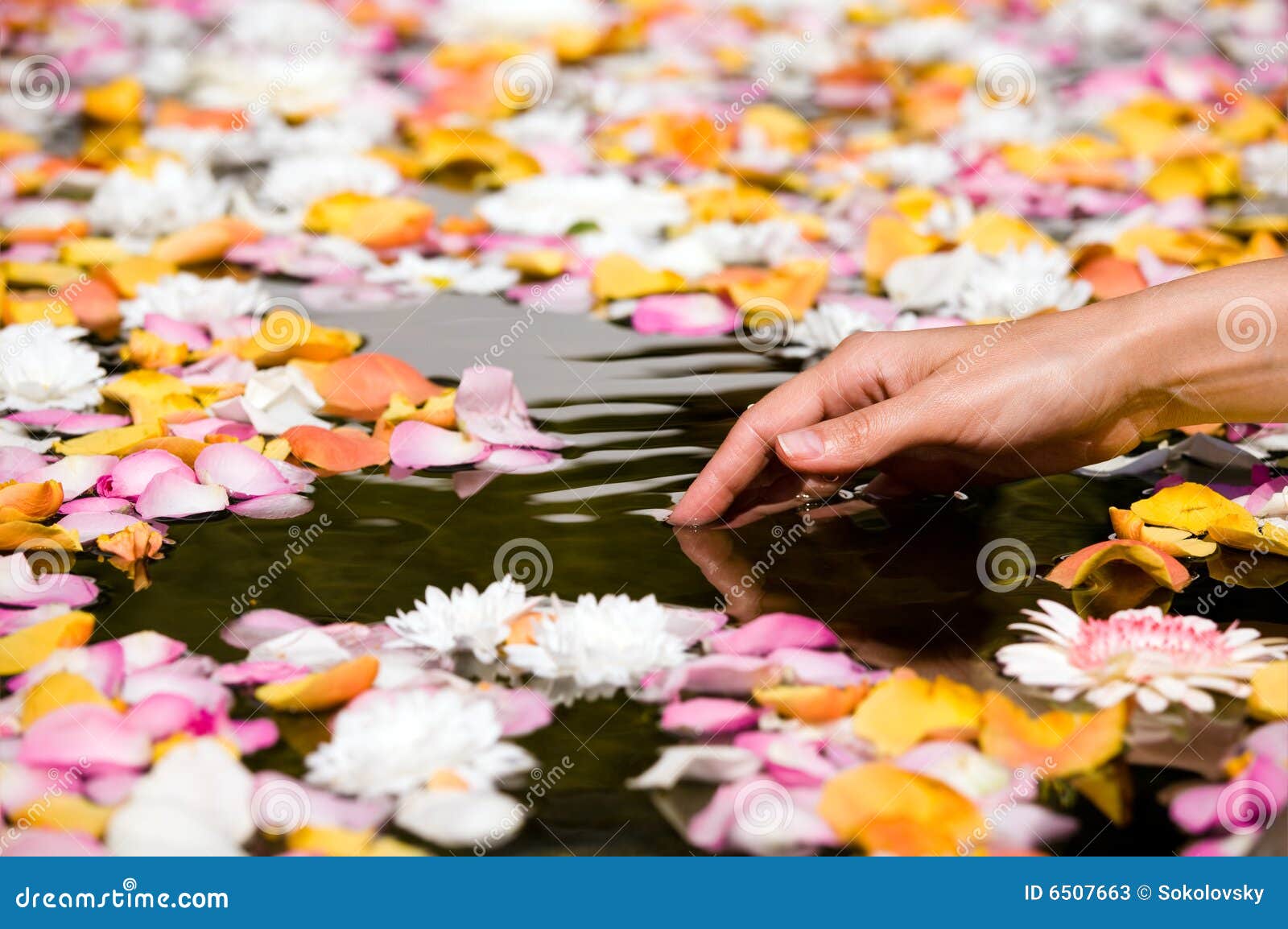 Woman Touching Flower Petals Stock Image - Image of touching, rose: 6507663
