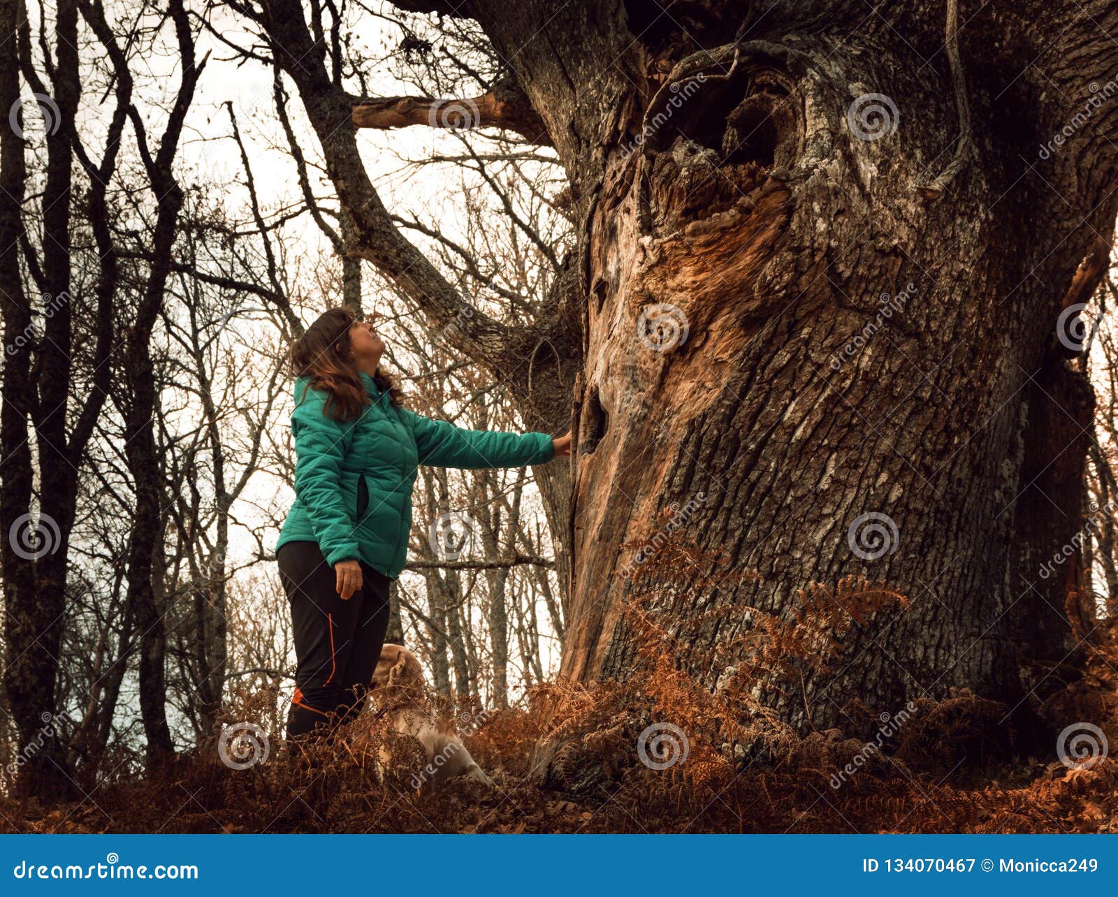 Woman Touching an Old Tree in a Forest in Autumn Stock Image - Image of ...