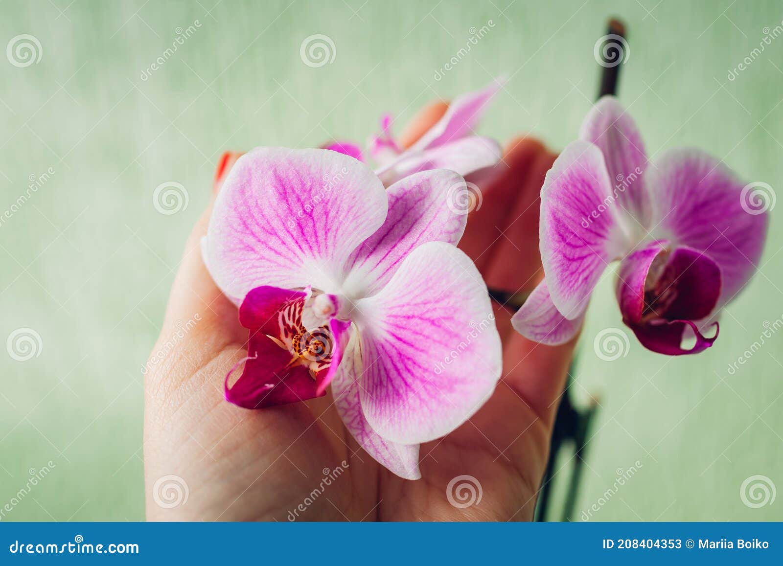 Woman Touching Pink Orchid Flowers Gardener Taking Care Of Home Plants