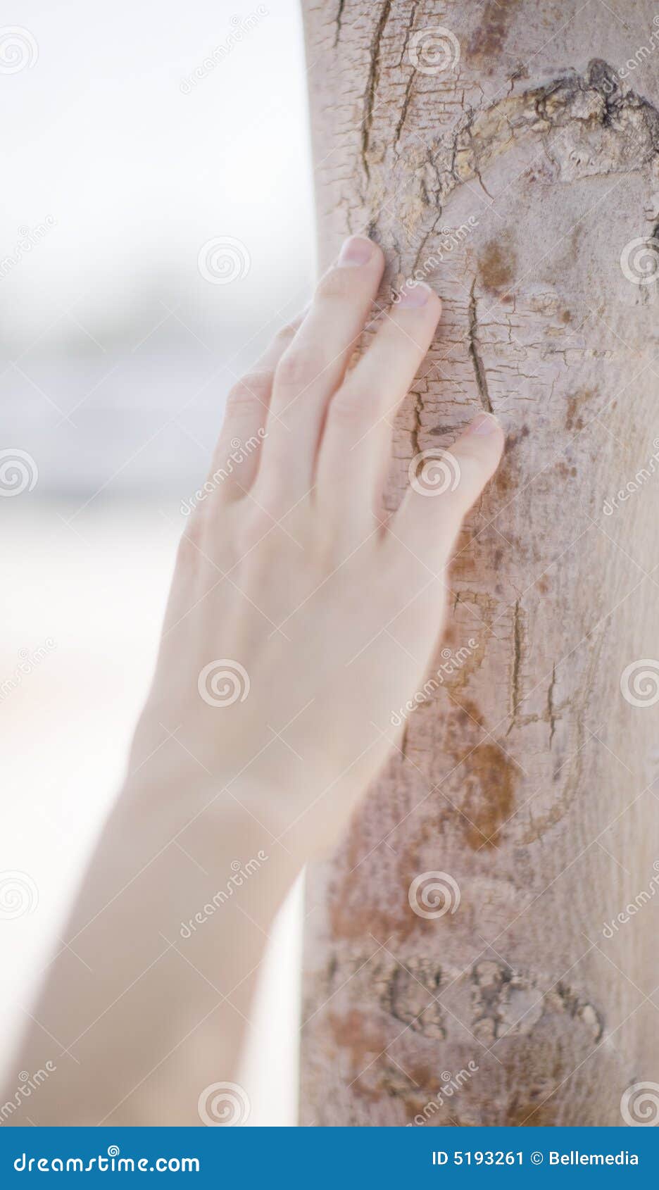 Woman touching tree stock image. Image of human, woman - 5193261
