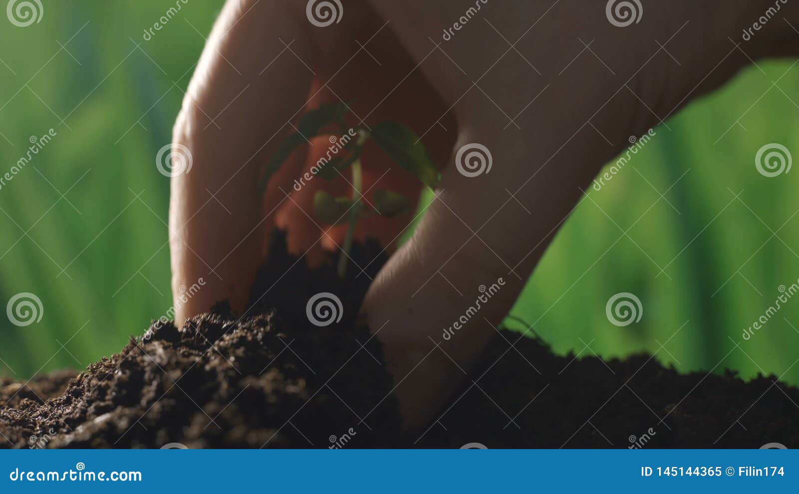 Hand Pulling the Plant Out of the Ground. Stock Video - Video of drop ...