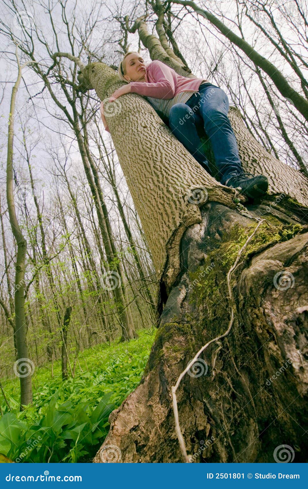 Woman in tree stock image. Image of greenery, leisure - 2501801