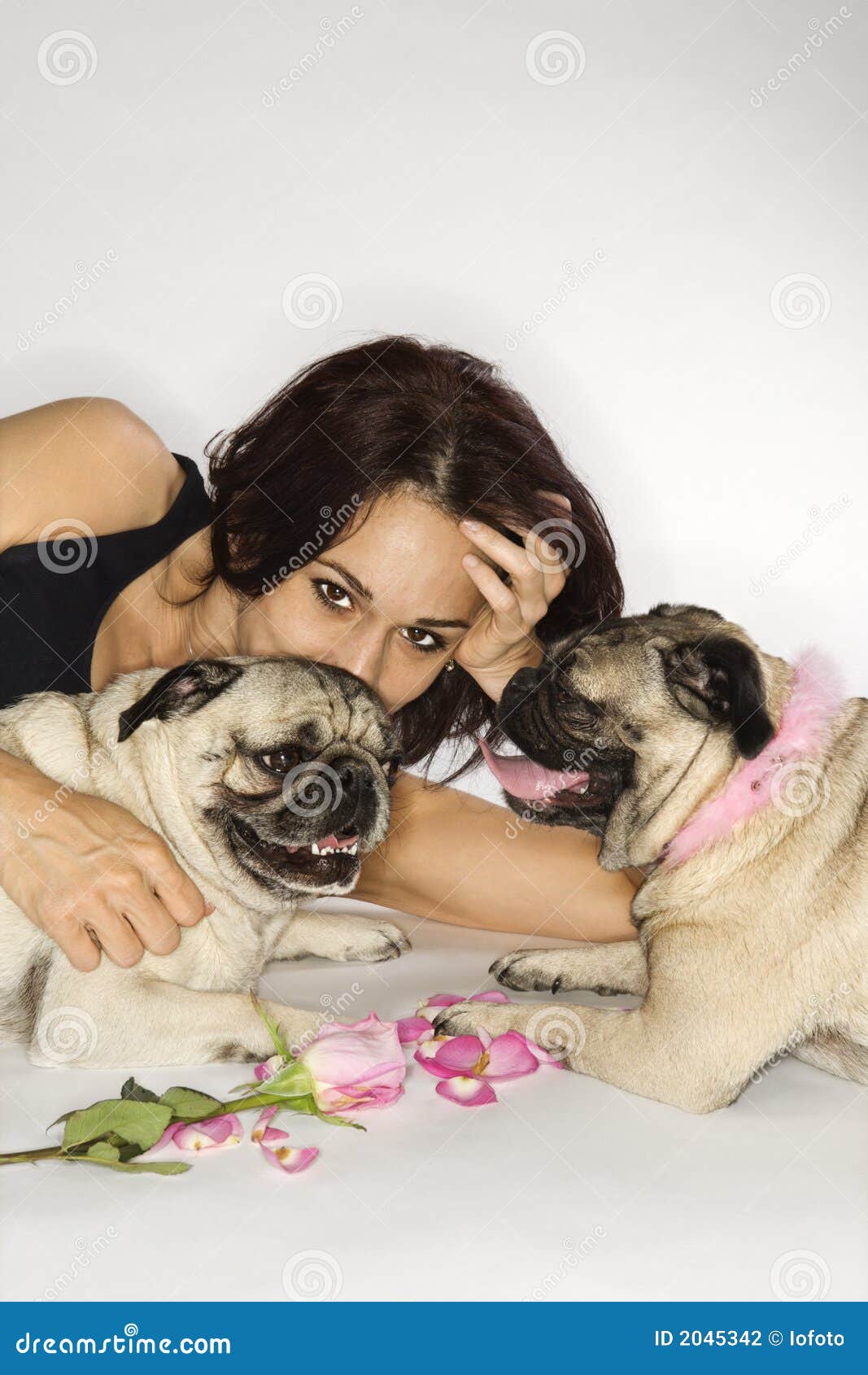 Woman with two Pug dogs. stock photo. Image of studio - 2045342