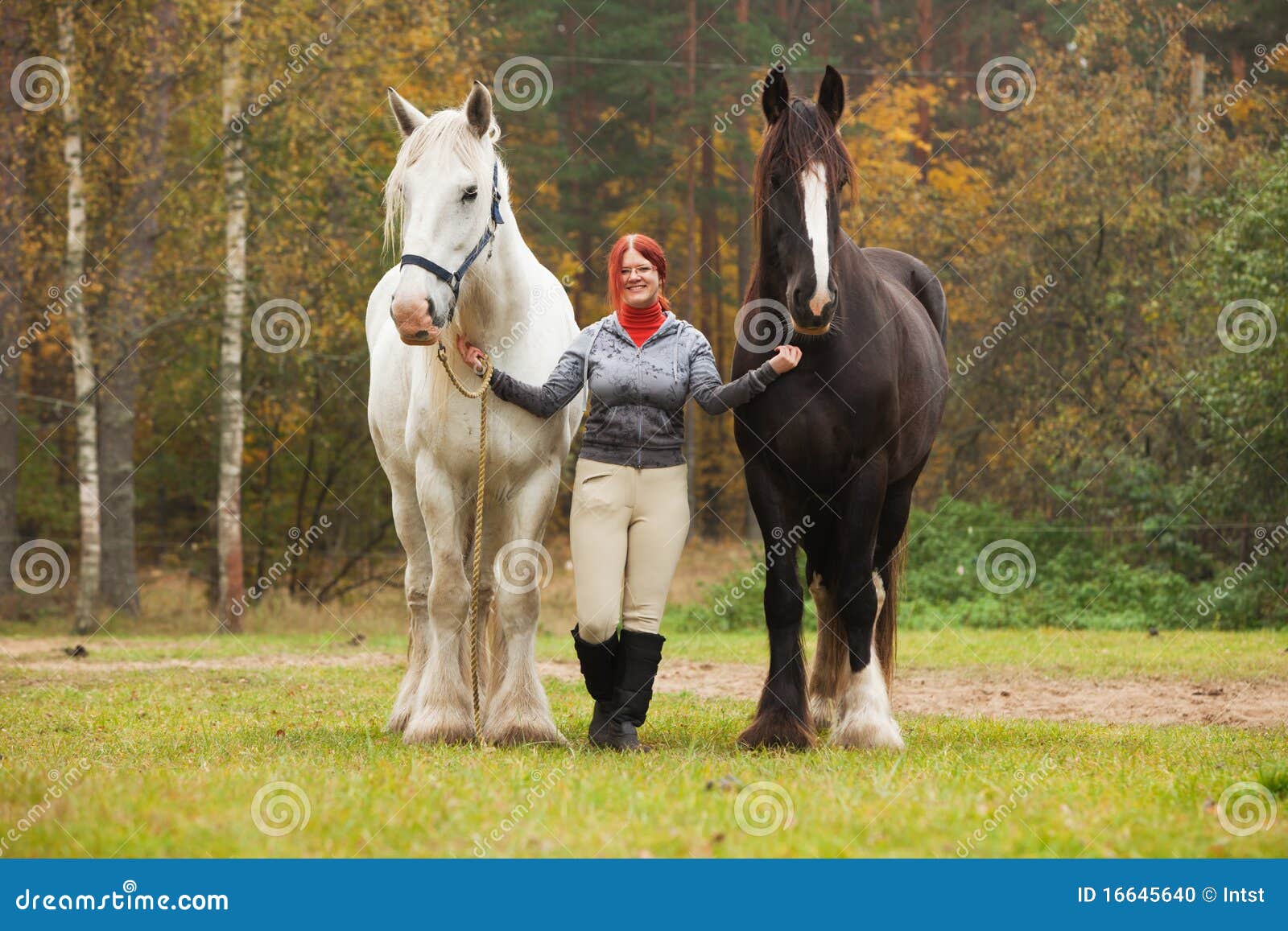Woman with Two Shire Horses Stock Photo - Image of happiness, mare ...