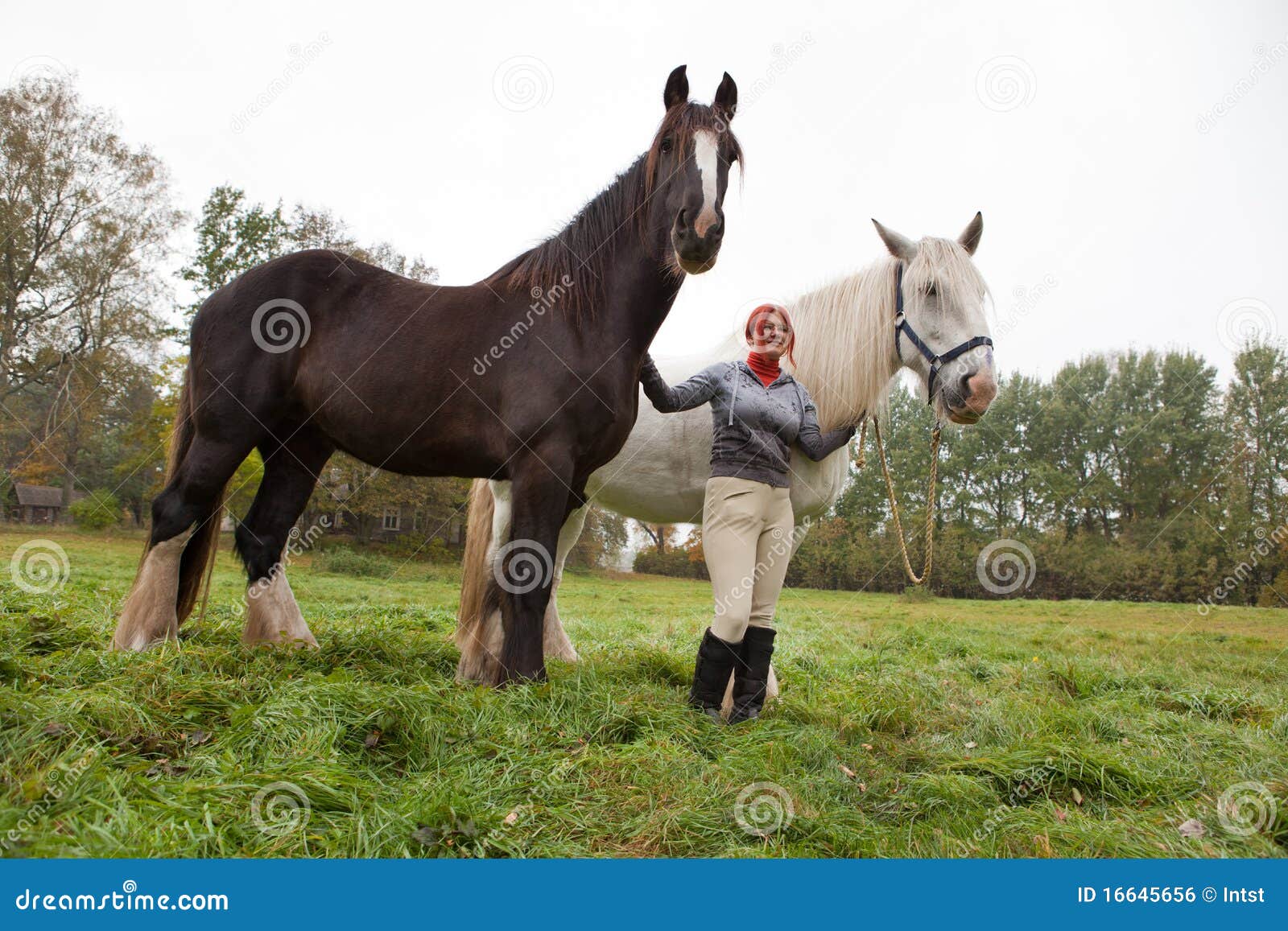Woman with Two Shire Horses Stock Photo - Image of horseback, nature ...