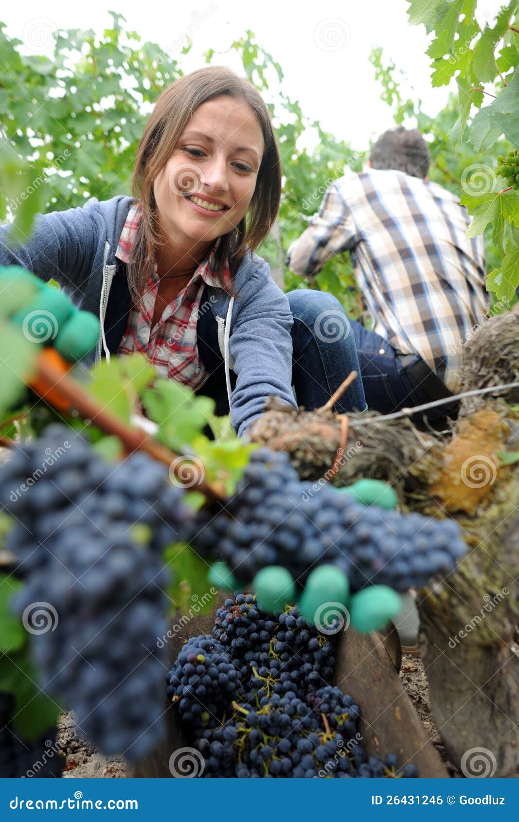 Woman in vineyard stock photo. Image of season, wine - 26431246