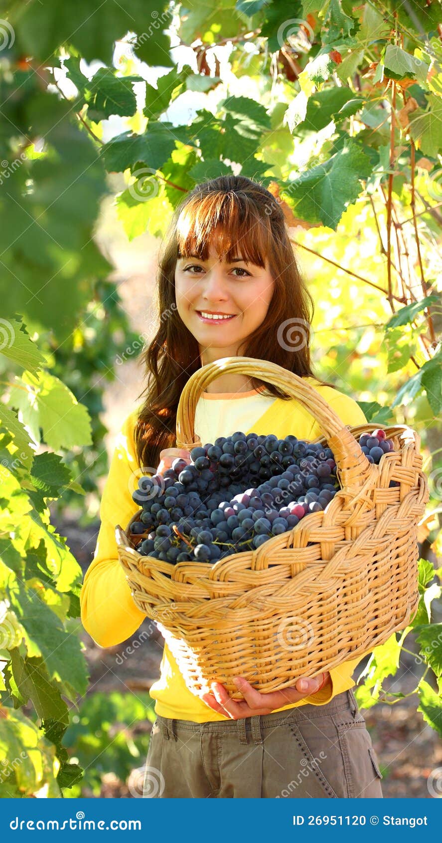 Woman in vineyard stock photo. Image of brown, pick, green - 26951120
