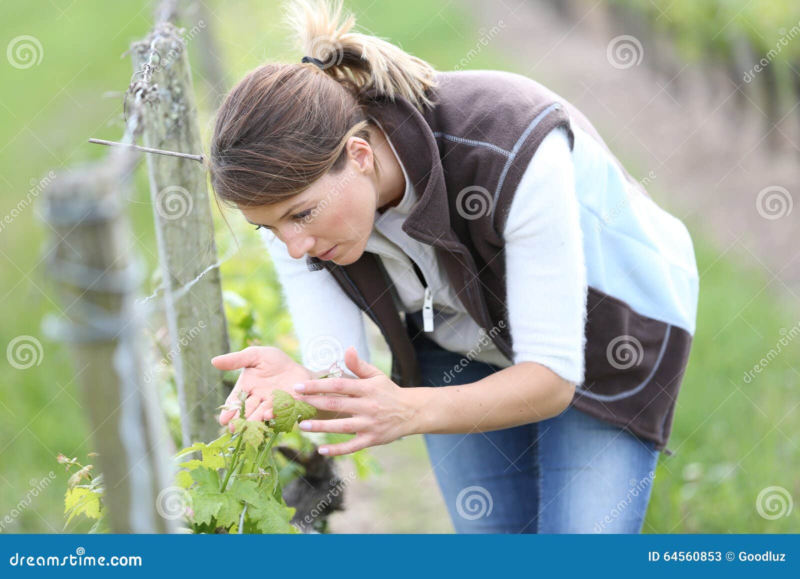 Woman in Vineyards Checking on Vines Stock Image - Image of winemaker ...