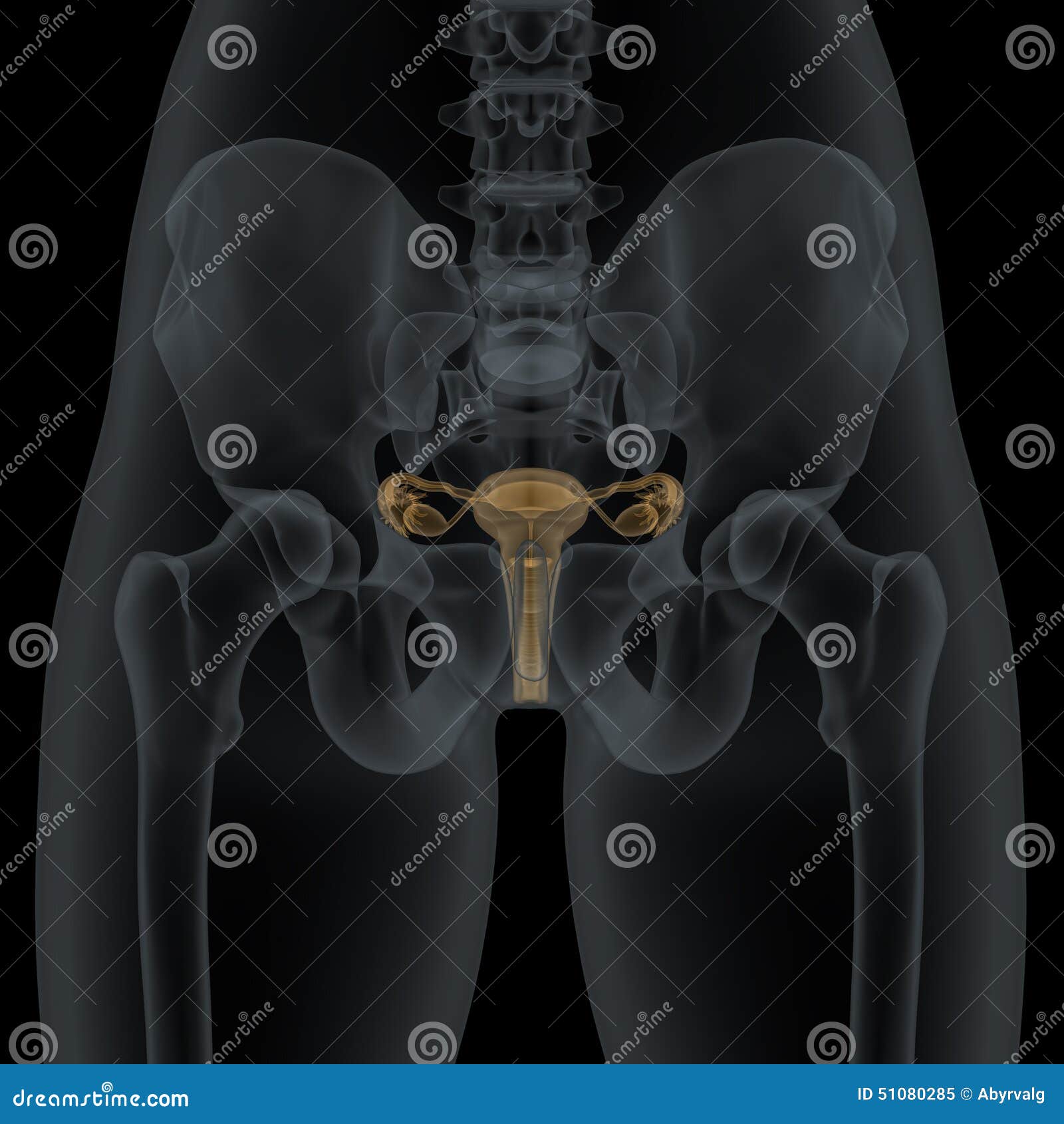Woman with Visible Anatomic Reproductive Organs Structure in X-ray ...