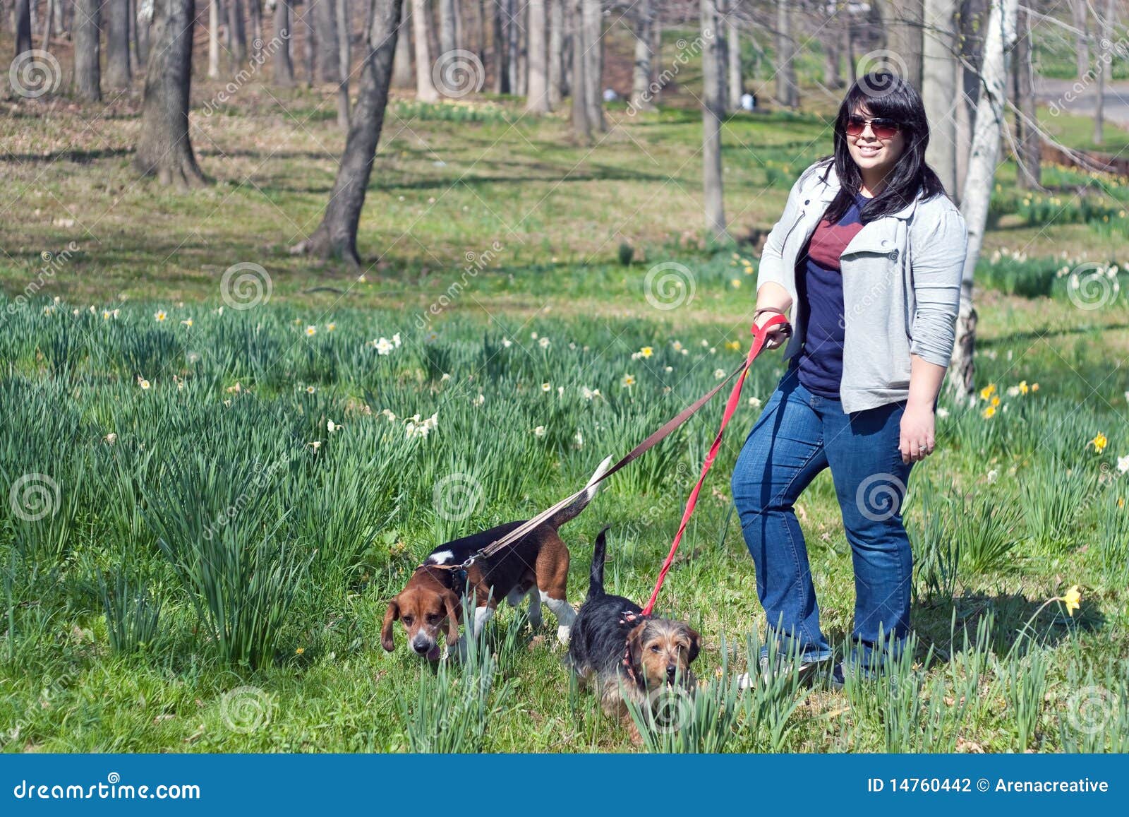 Woman Walking Her Dogs stock photo. Image of mammal, owner - 14760442
