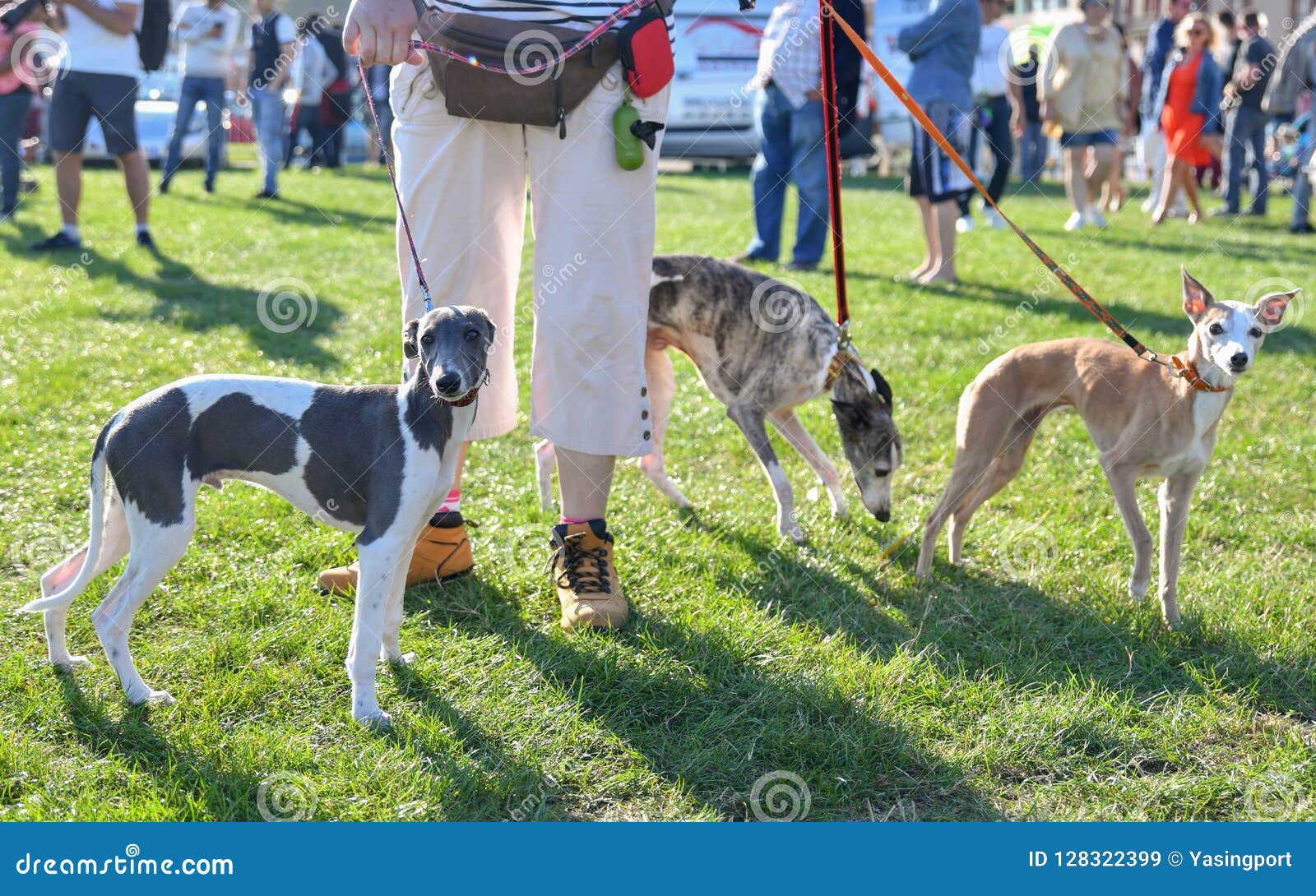 Woman Walking on a Leash of Three Dogs on the Competition Stock Image ...