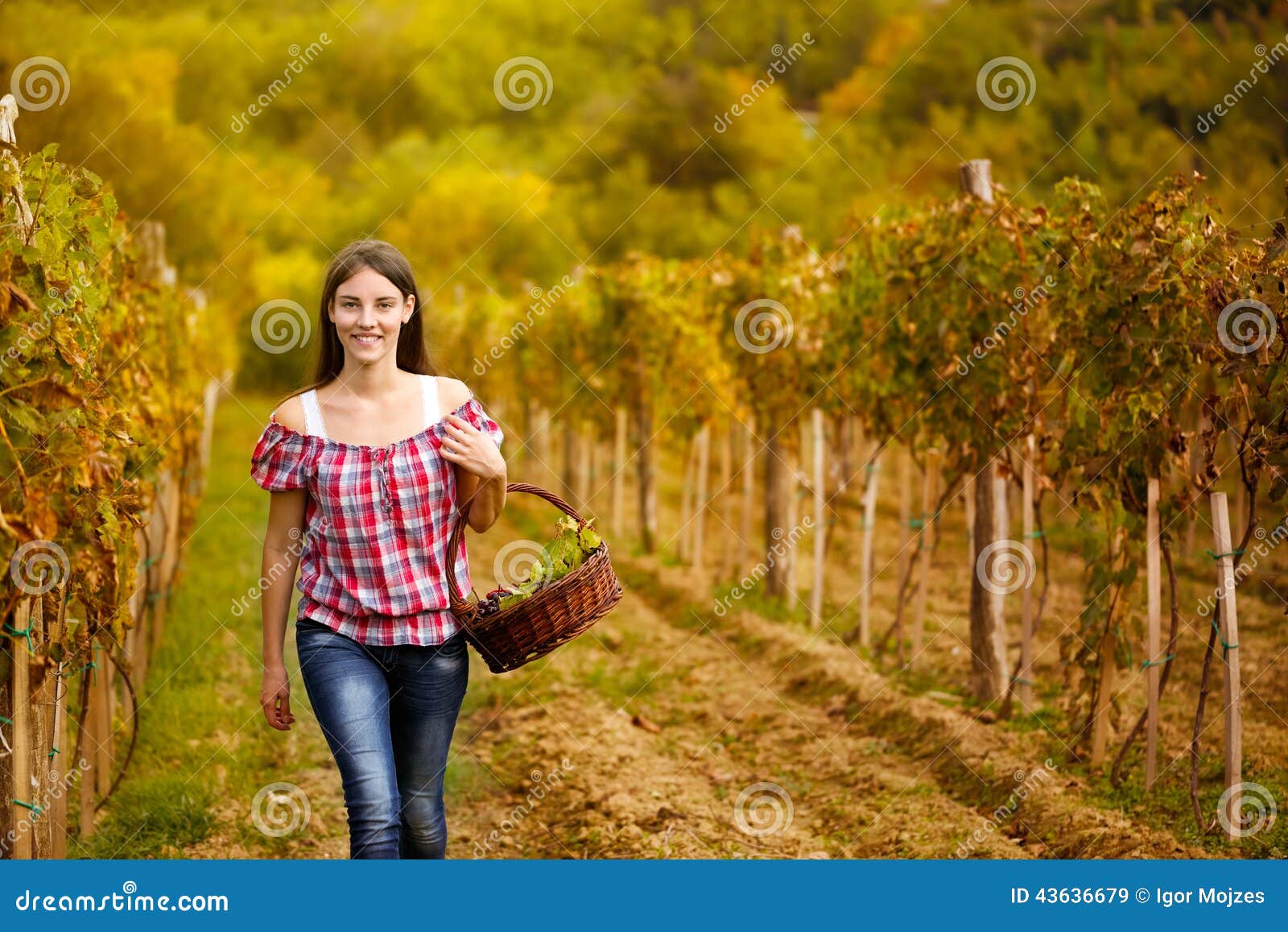 Woman walking in vine rows stock image. Image of basket - 43636679
