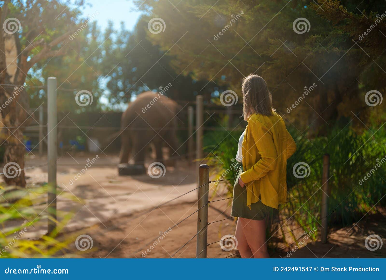 Woman watching elephant stock image. Image of mammal - 242491547
