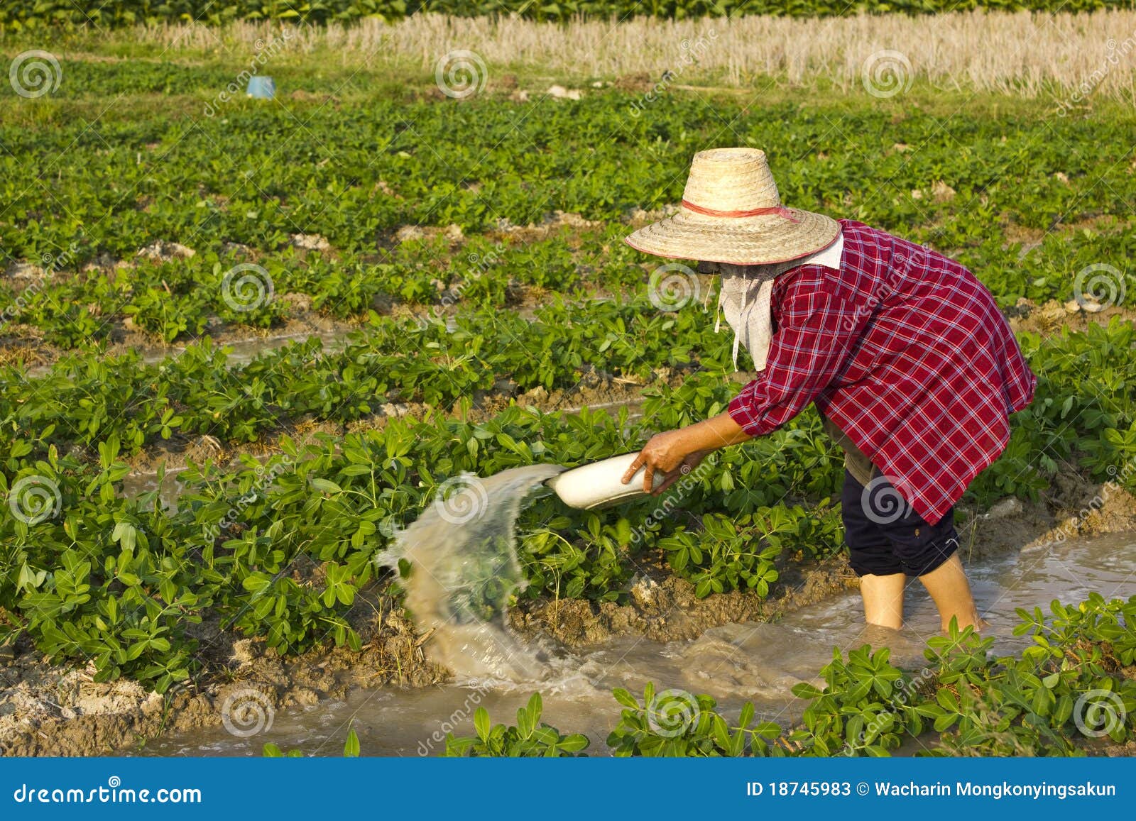 Woman Watering Peatnut Plant. Stock Image - Image of cultivate, thai ...