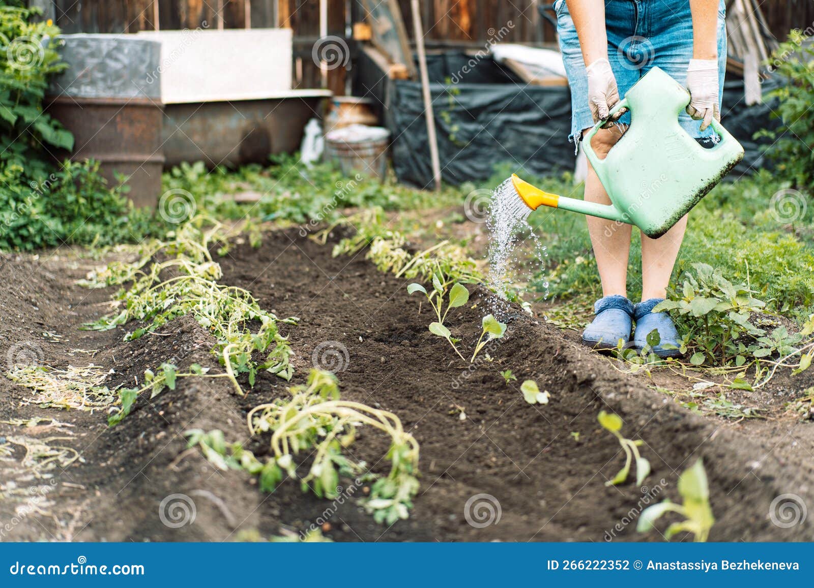 Woman Watering Young Cabbage from a Watering Can Stock Photo - Image of ...