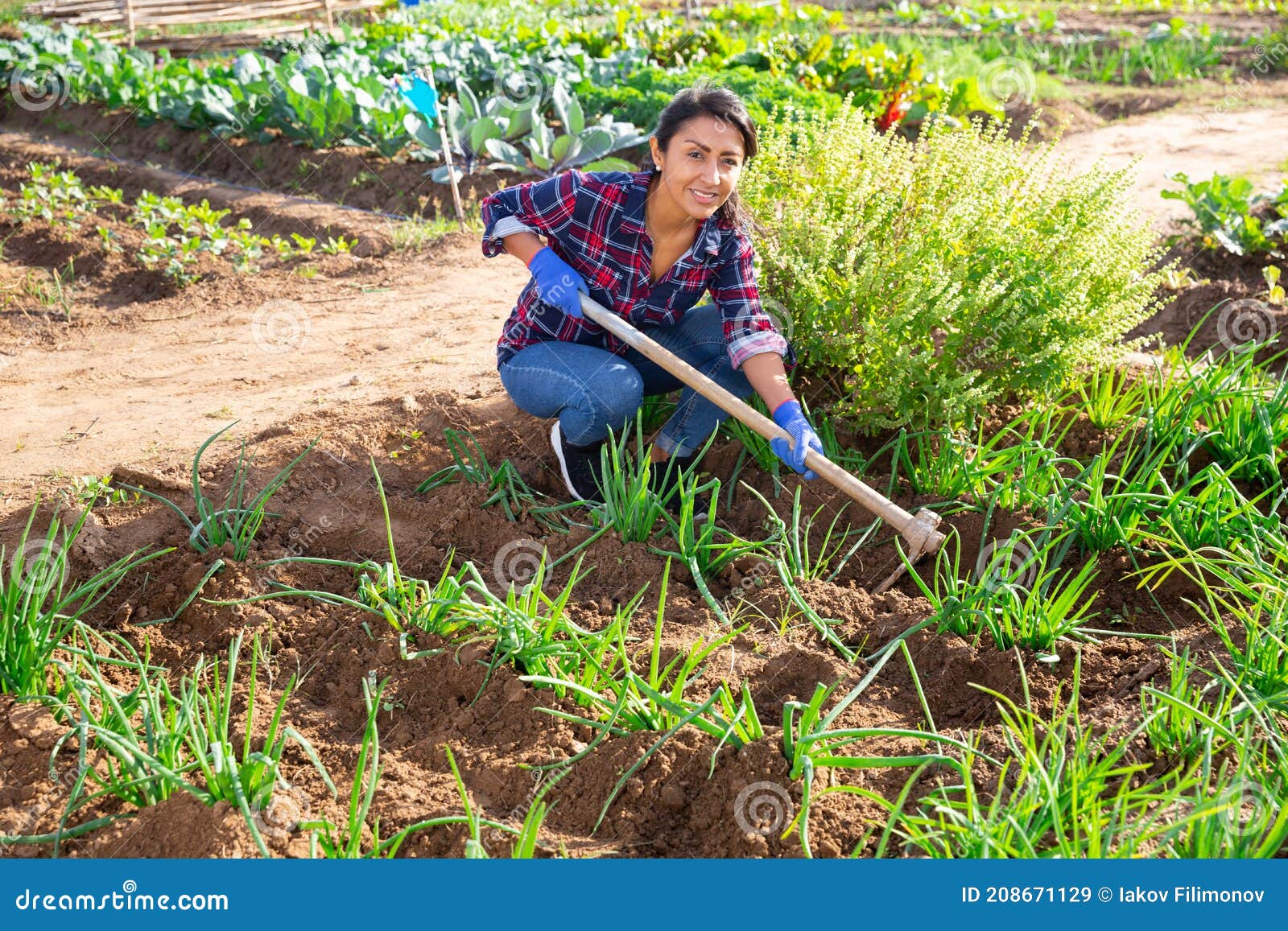 Woman Weeds with a Hoe Garden Bed Stock Image - Image of chilean ...
