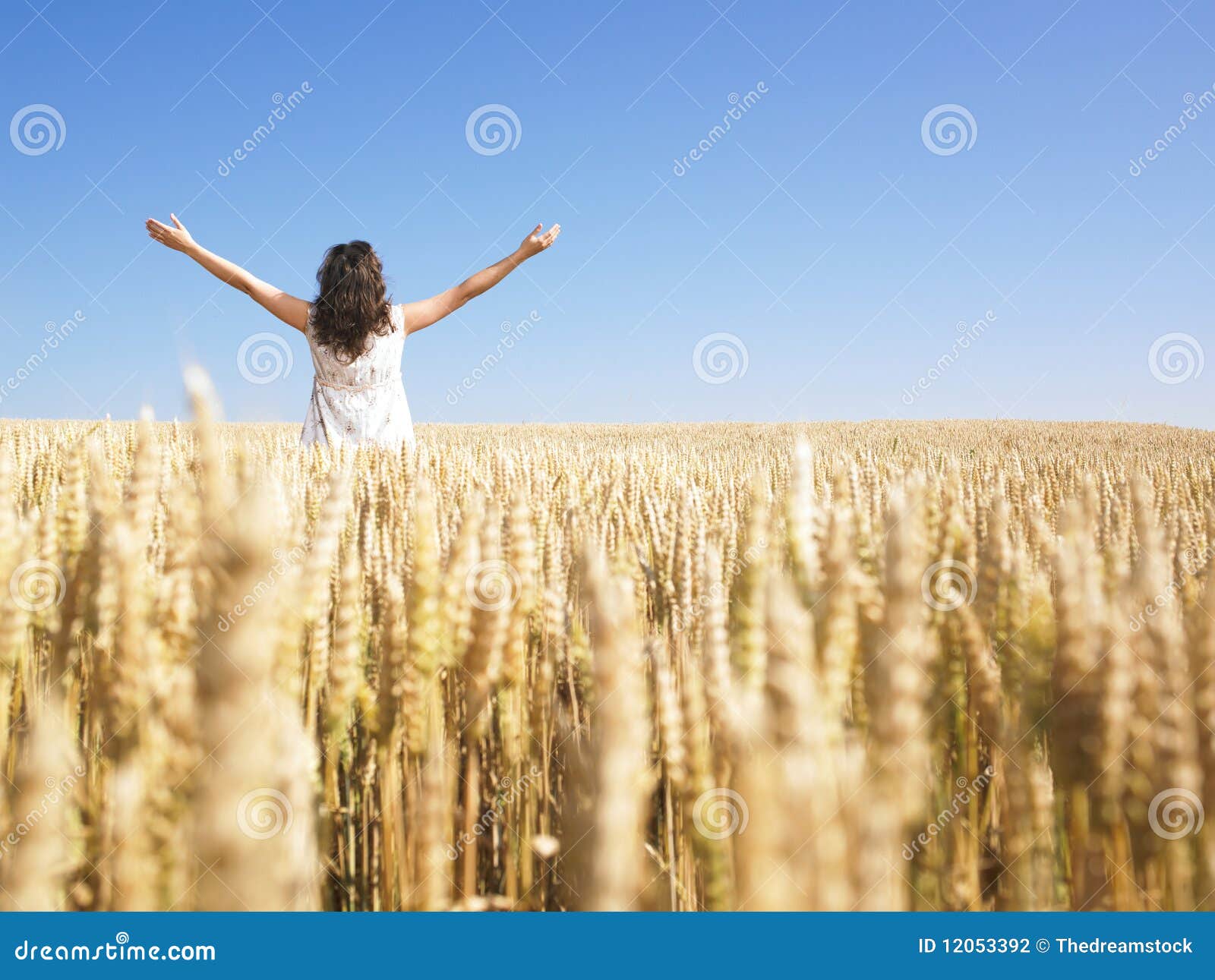 Woman in Wheat Field with Arms Outstretched Stock Photo - Image of arms ...