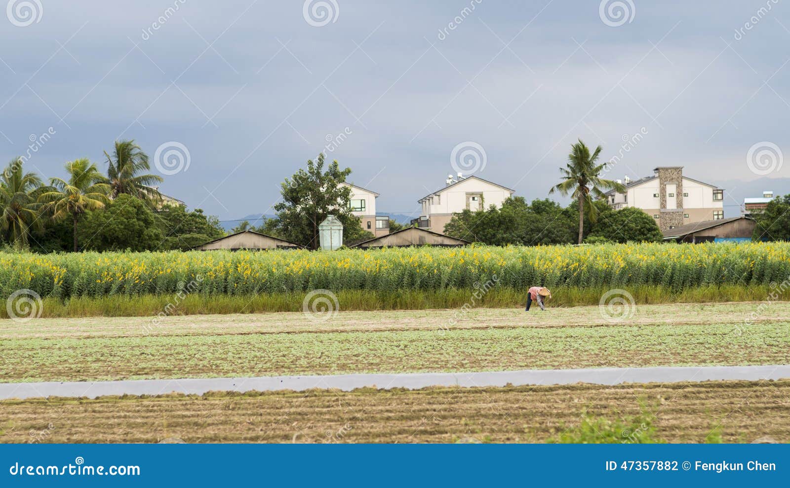 Woman Work on the Countryside Stock Photo - Image of buildings ...