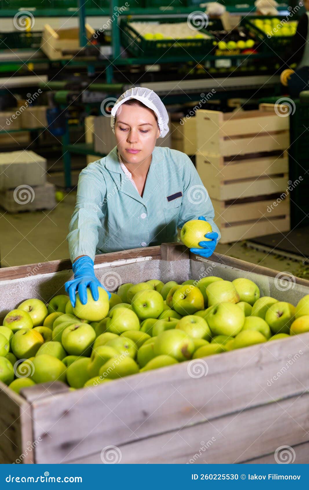 Woman Worker Sorting and Preparing Apples Stock Photo - Image of ...